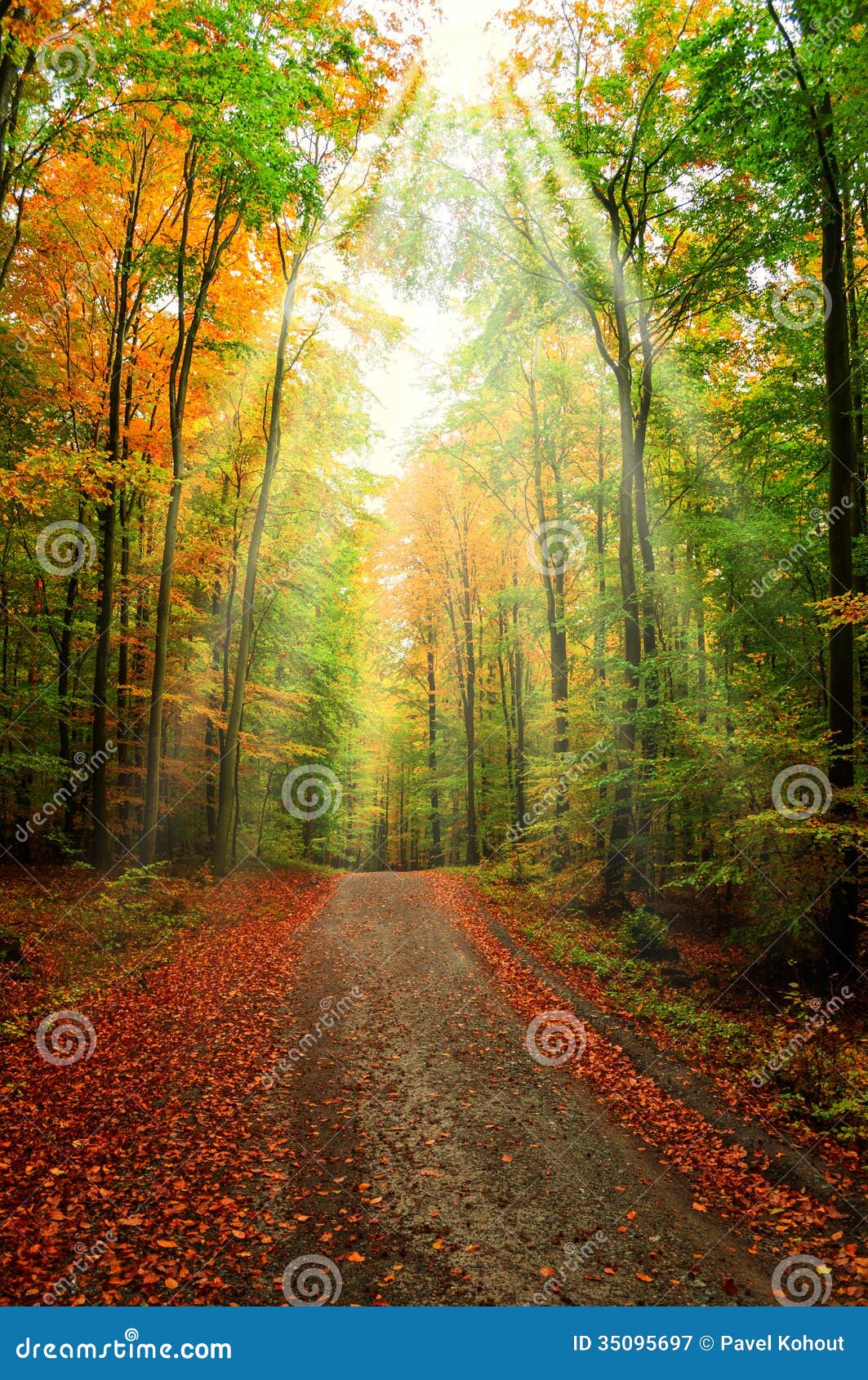Forest path stock image. Image of colors, colorful, natural - 35095697