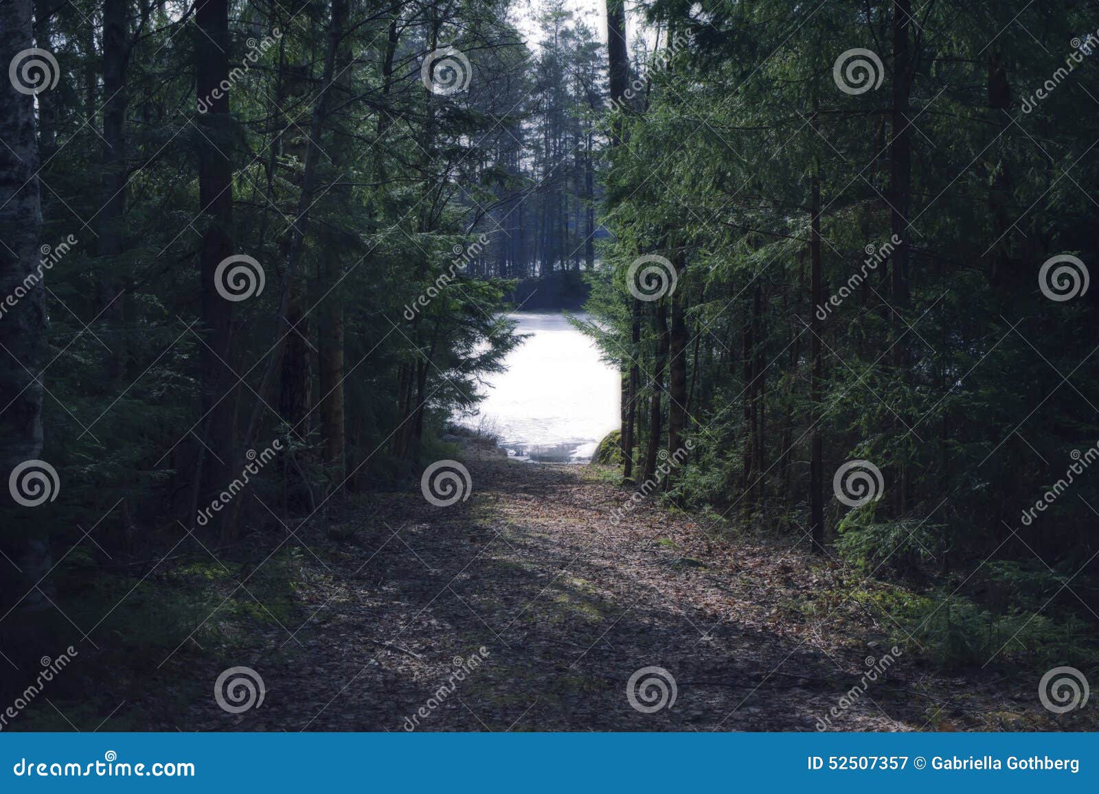 Forest path to the lake stock image. Image of pathway - 52507357