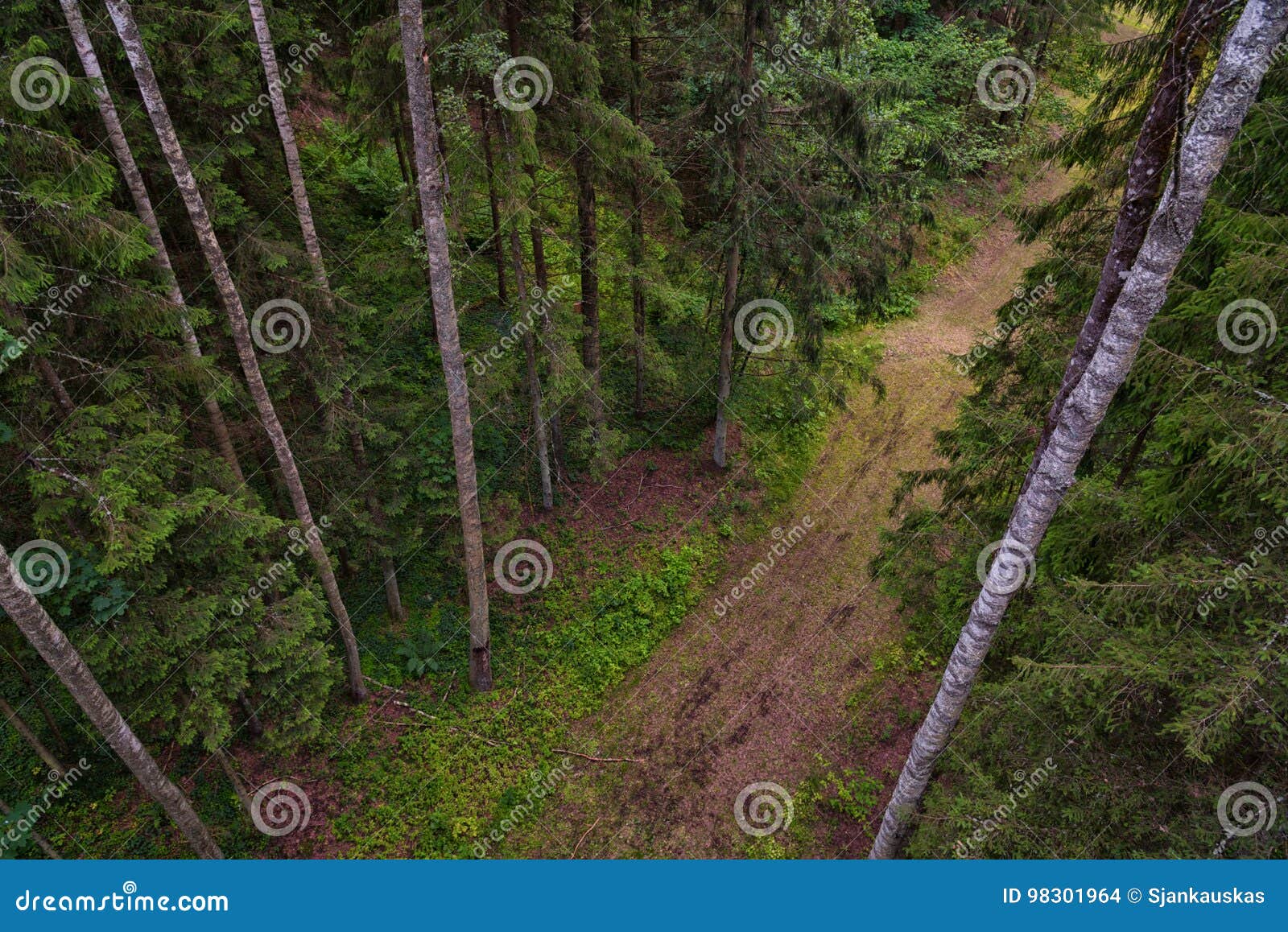 Forest Path, Top View Nature Background Stock Photo - Image of ...