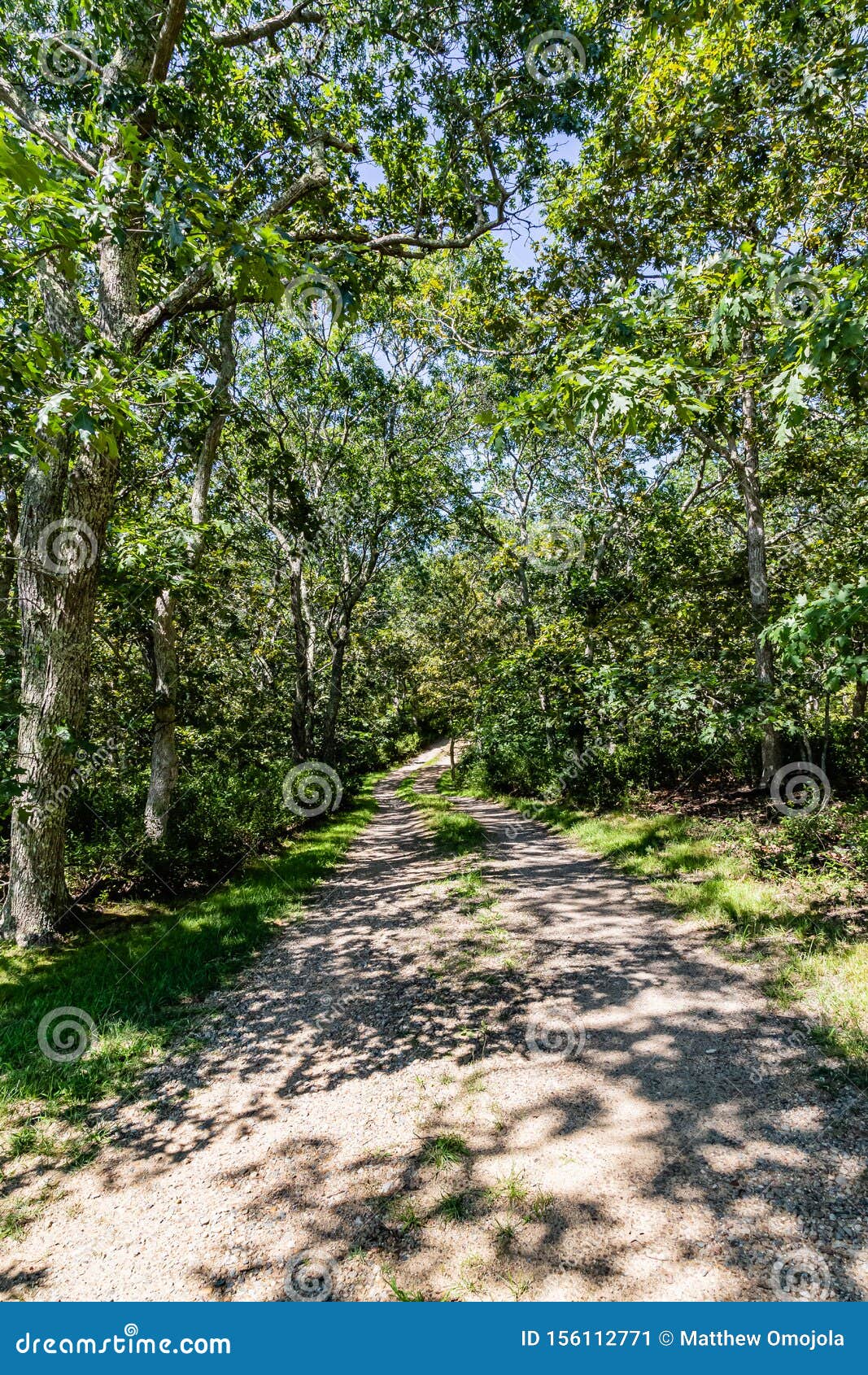 Forest Path with Tree Canopy Stock Image - Image of gravel, floor ...
