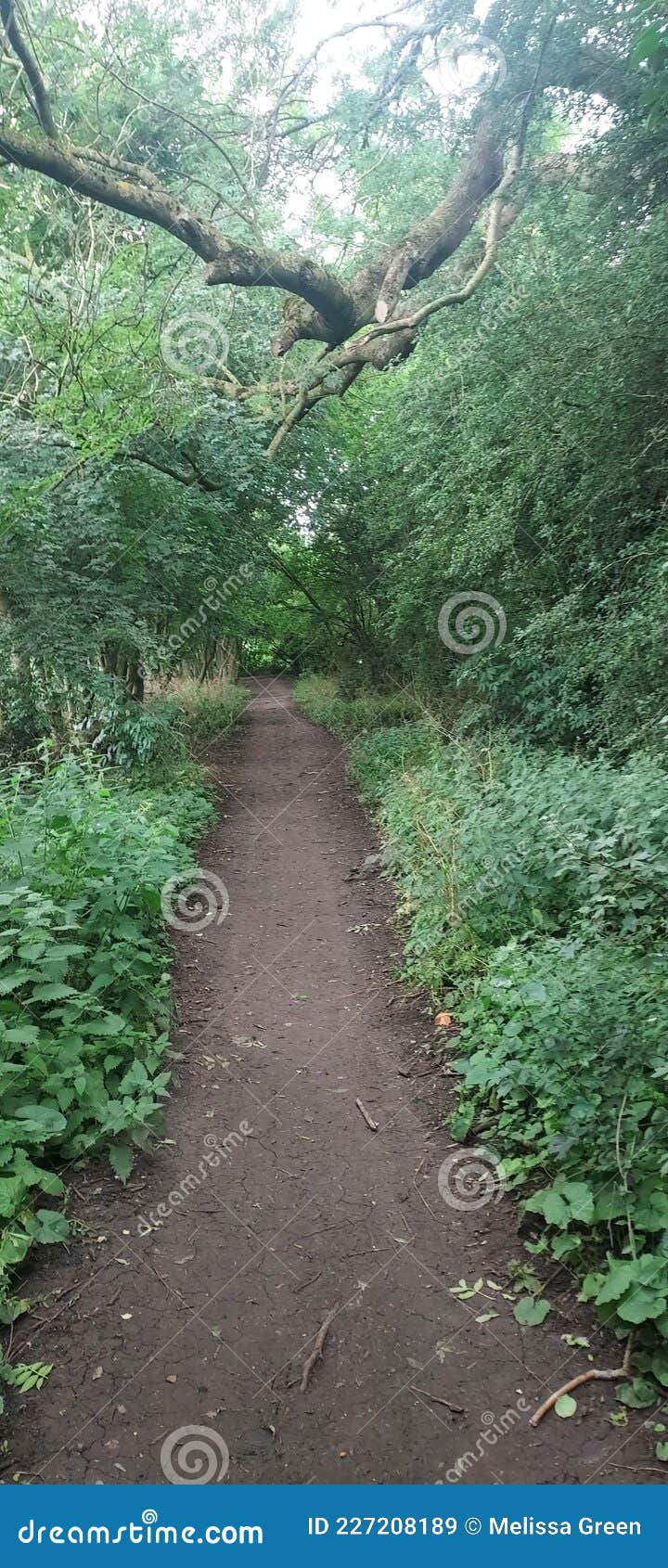 Forest Path Tree-lined Walk Stock Image - Image of branch, leaf: 227208189