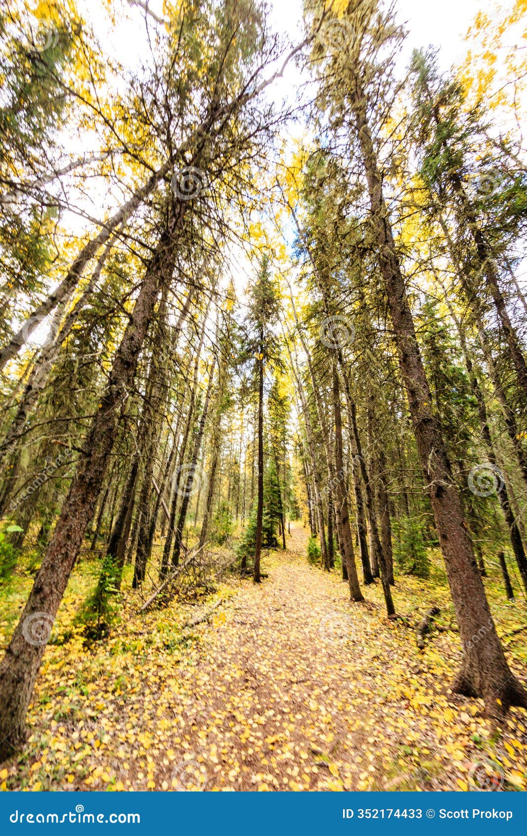 A Forest Path with Trees in the Background Stock Image - Image of ...