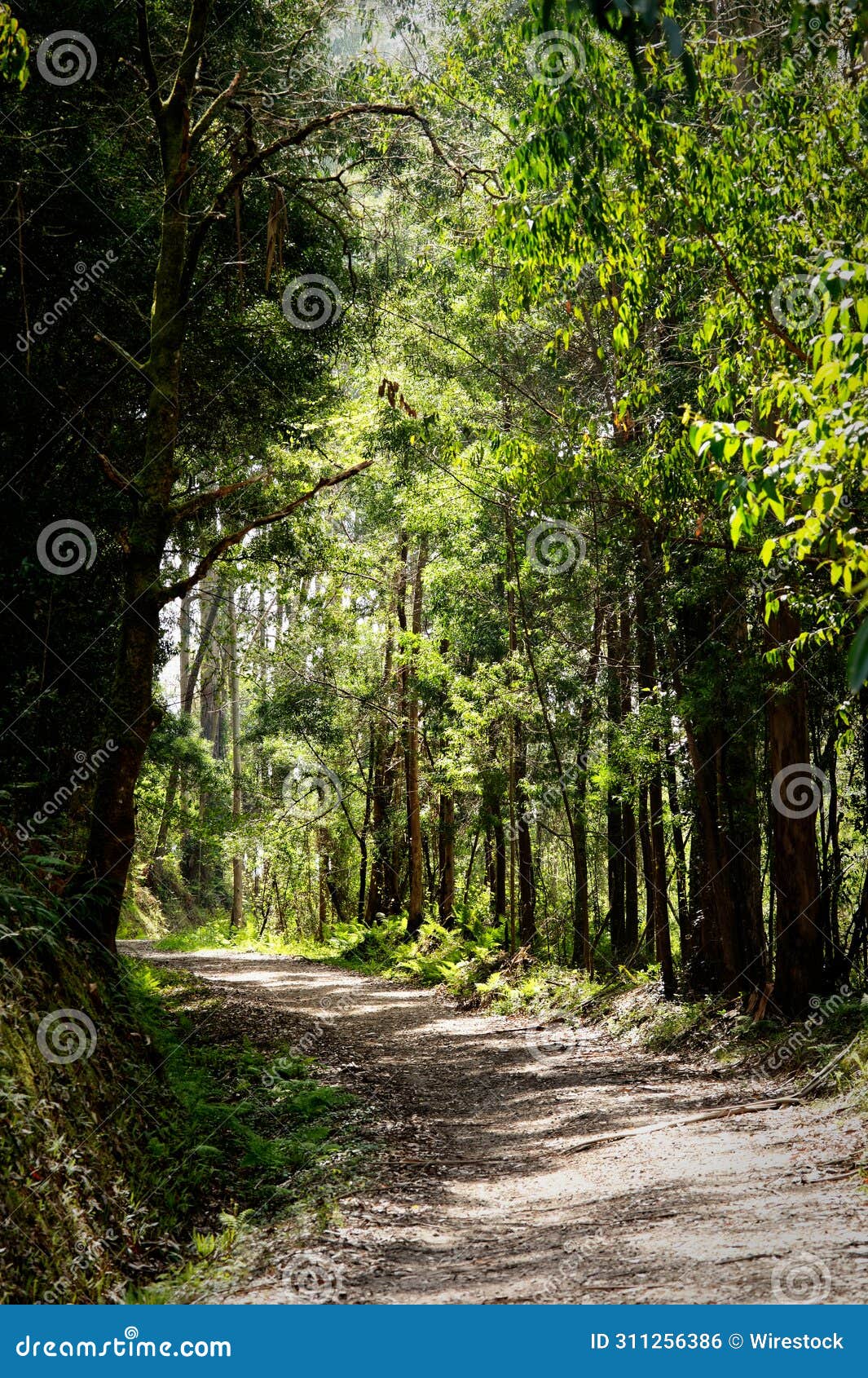 Trees are Overhang the Path in the Middle of a Forest Stock Photo ...