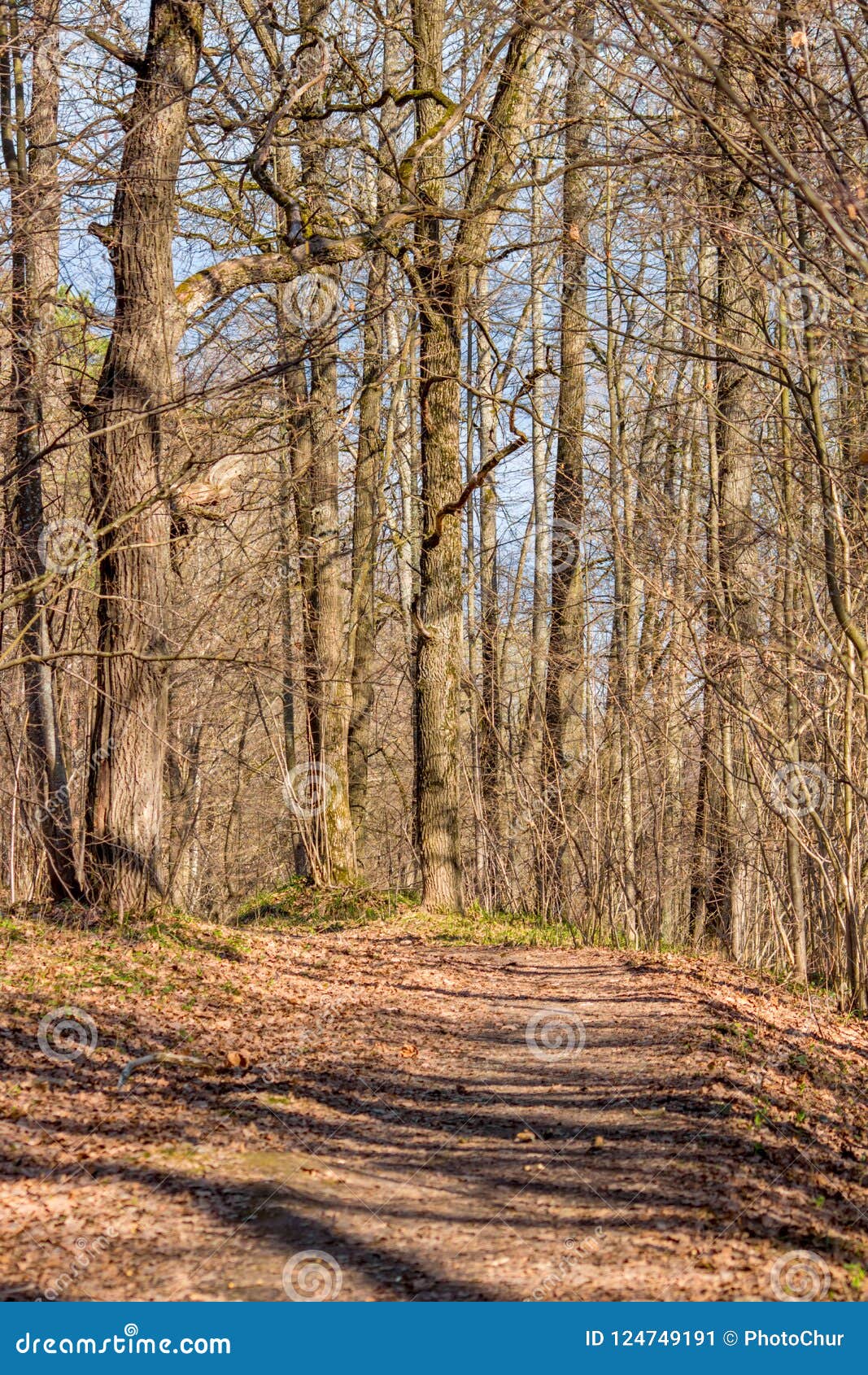 Forest Path with Trees without Foliage in Spring Stock Image - Image of ...