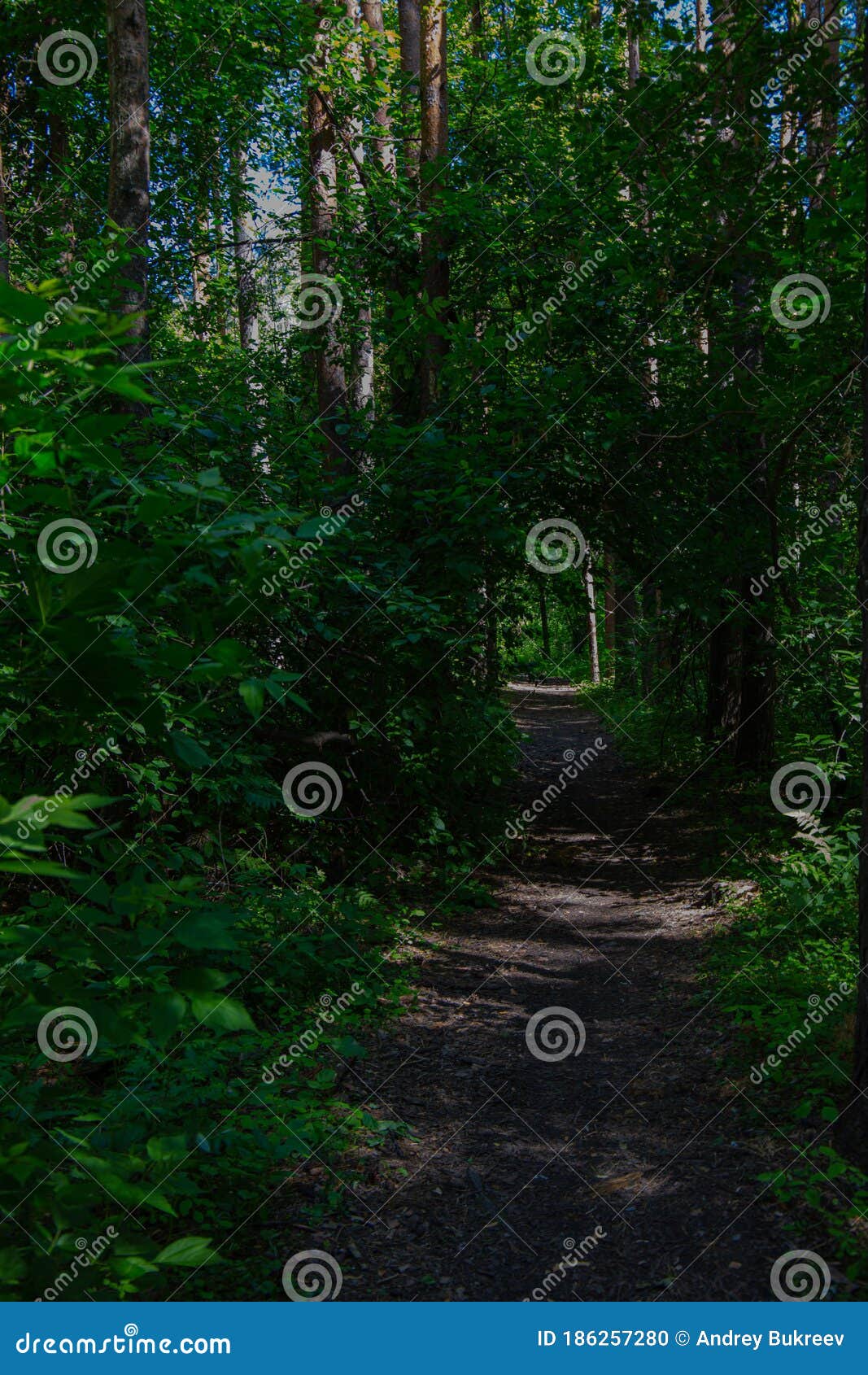 Forest Path among Trees in an Impenetrable Forest Stock Photo - Image ...