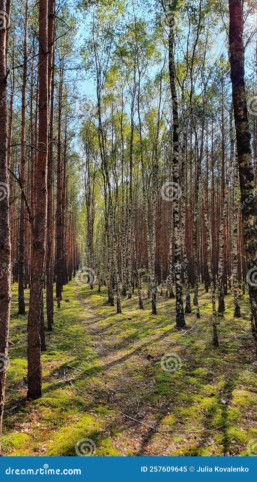 Forest Path, Trees, Nature, Way Stock Image - Image of flower, path ...
