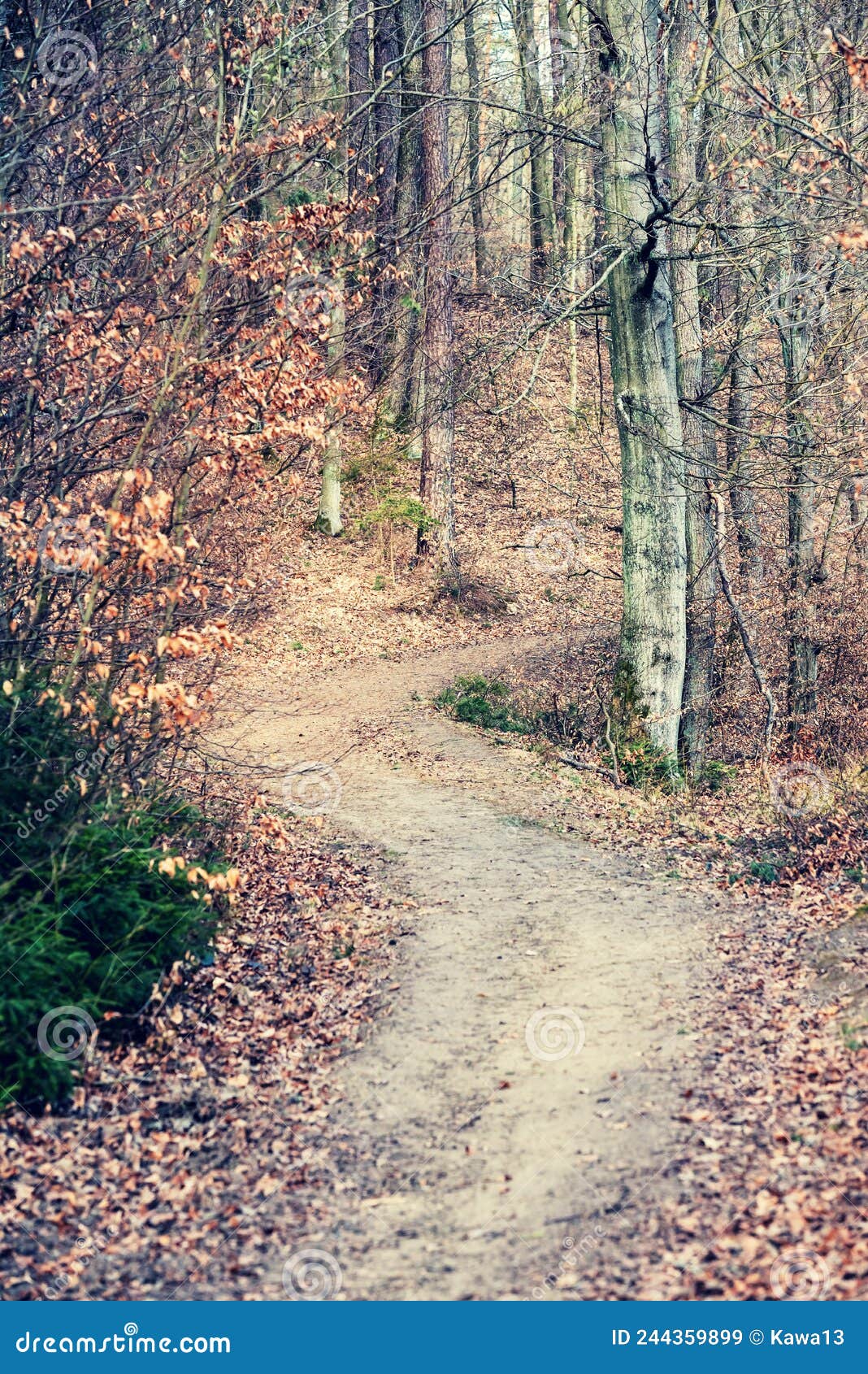 A Forest Path among the Trees. Stock Image - Image of leaf, gold: 244359899