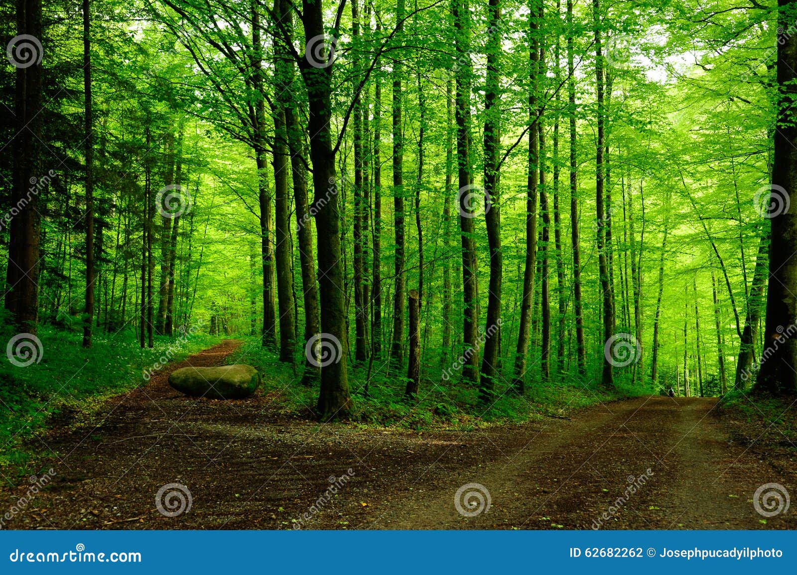 Forest path with two ways stock photo. Image of area - 62682262