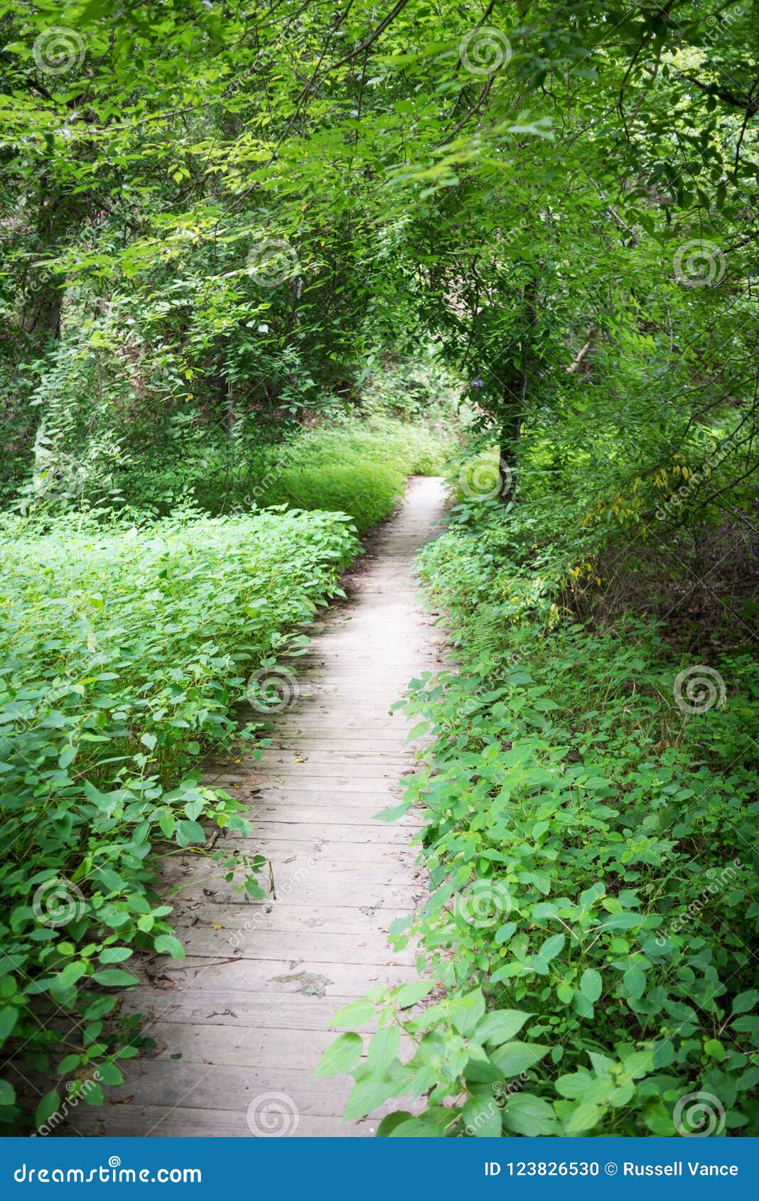 Forest Path Under Arching Trees Stock Photo - Image of arching, natural ...
