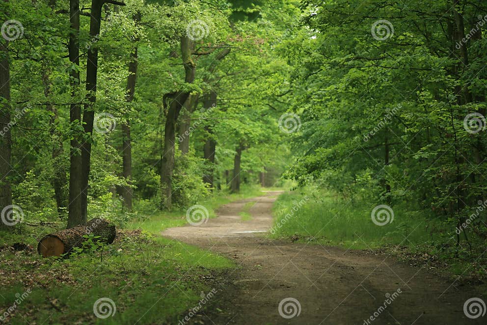 Forest path v3 stock photo. Image of flora, green, vegetation - 13197528