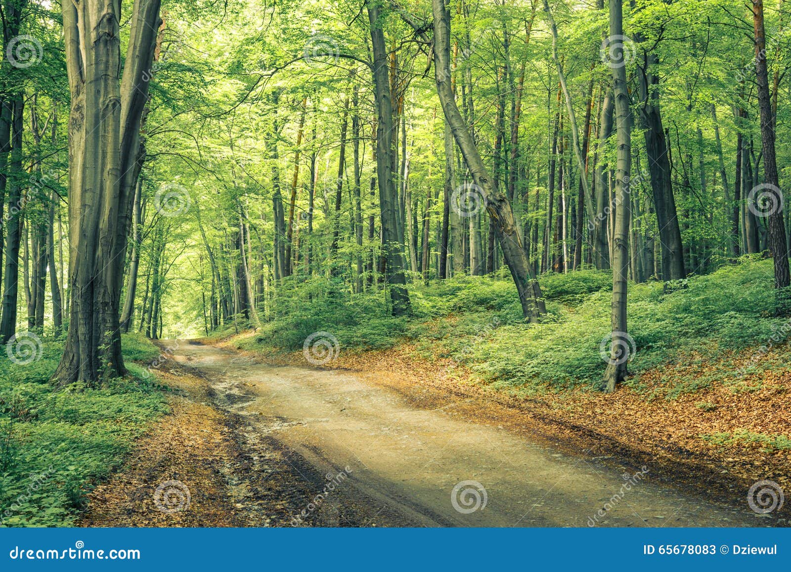 Forest path stock image. Image of light, color, fresh - 65678083