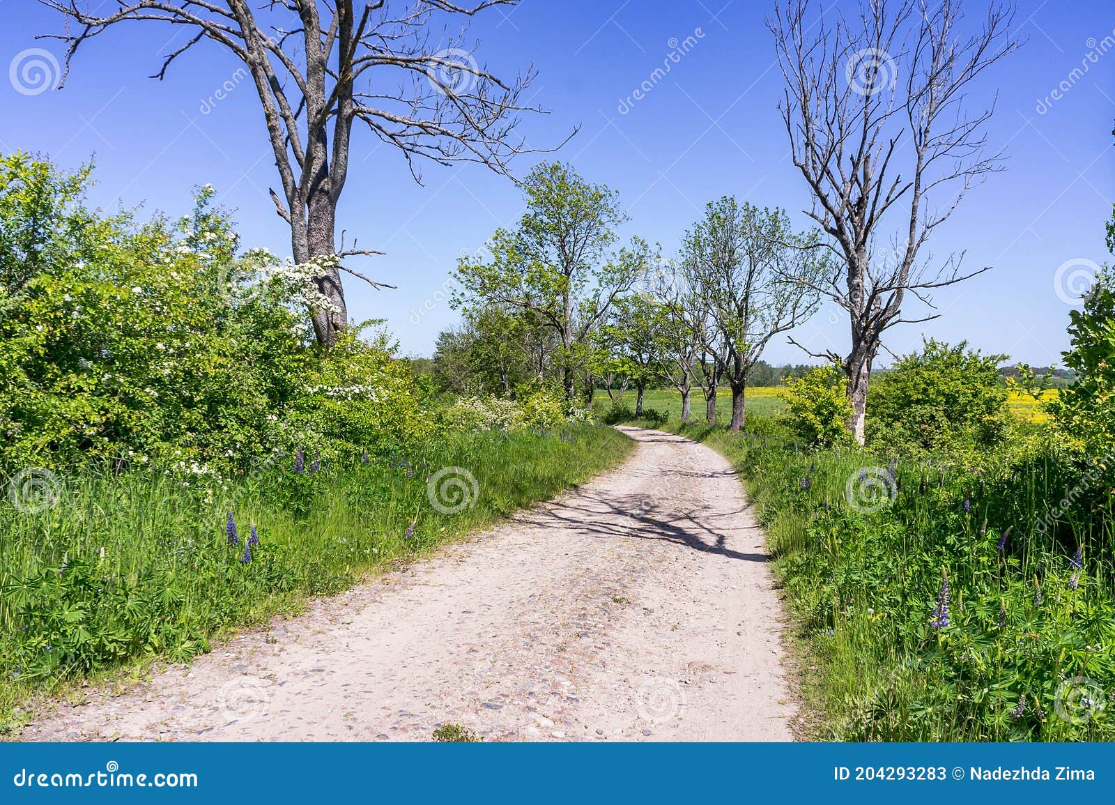 Forest Path for Walking, Road in the Forest in Summer, Forest Path in ...