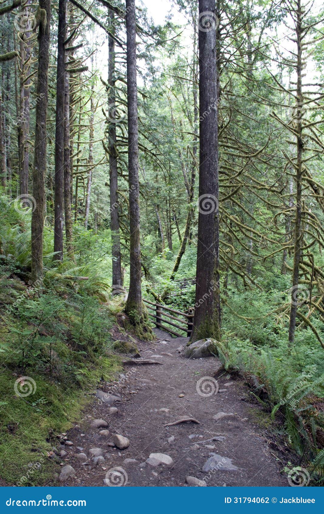 Forest path mountain trail stock photo. Image of calm - 31794062