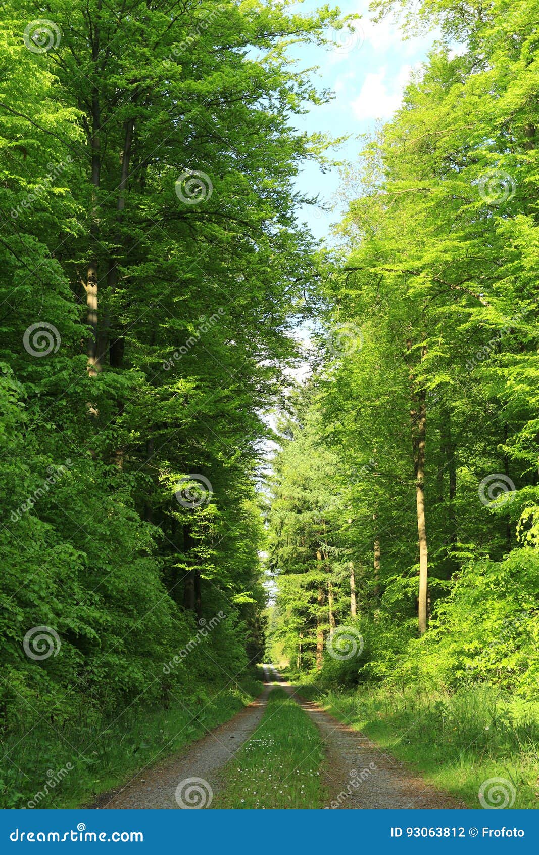 Forest path stock photo. Image of forest, route, tree - 93063812