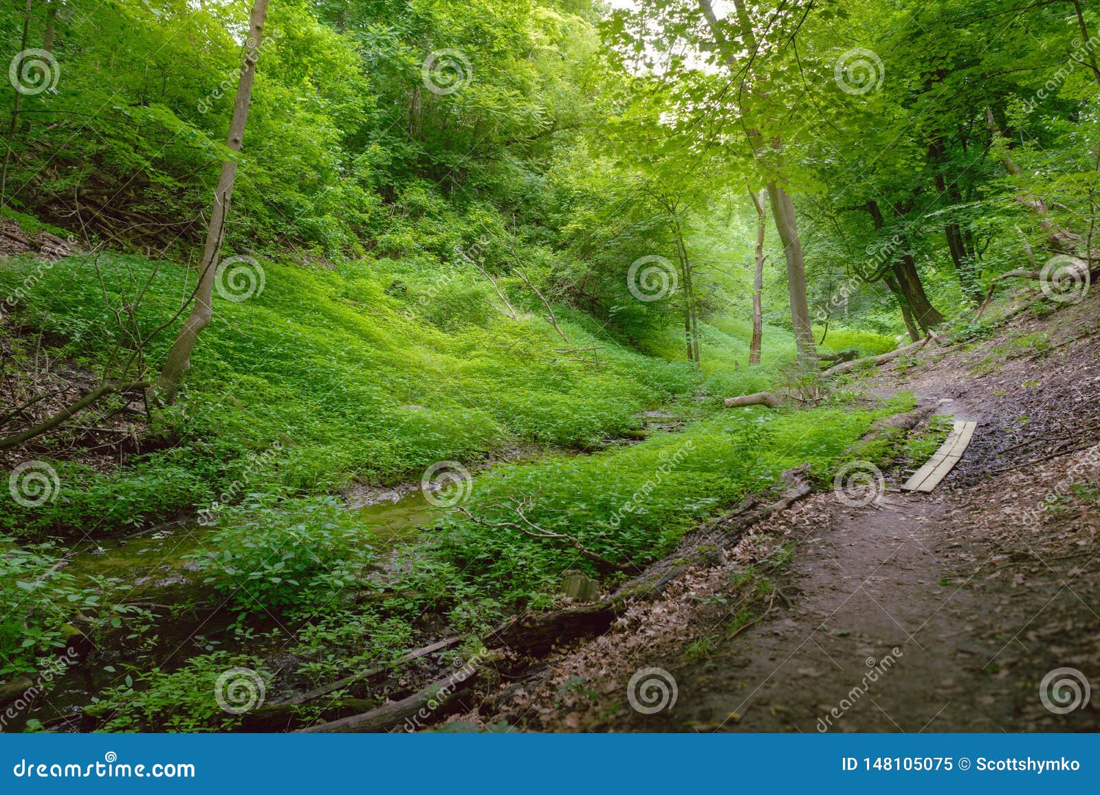 A Forest Path Winding through a Gully Stock Image - Image of ...