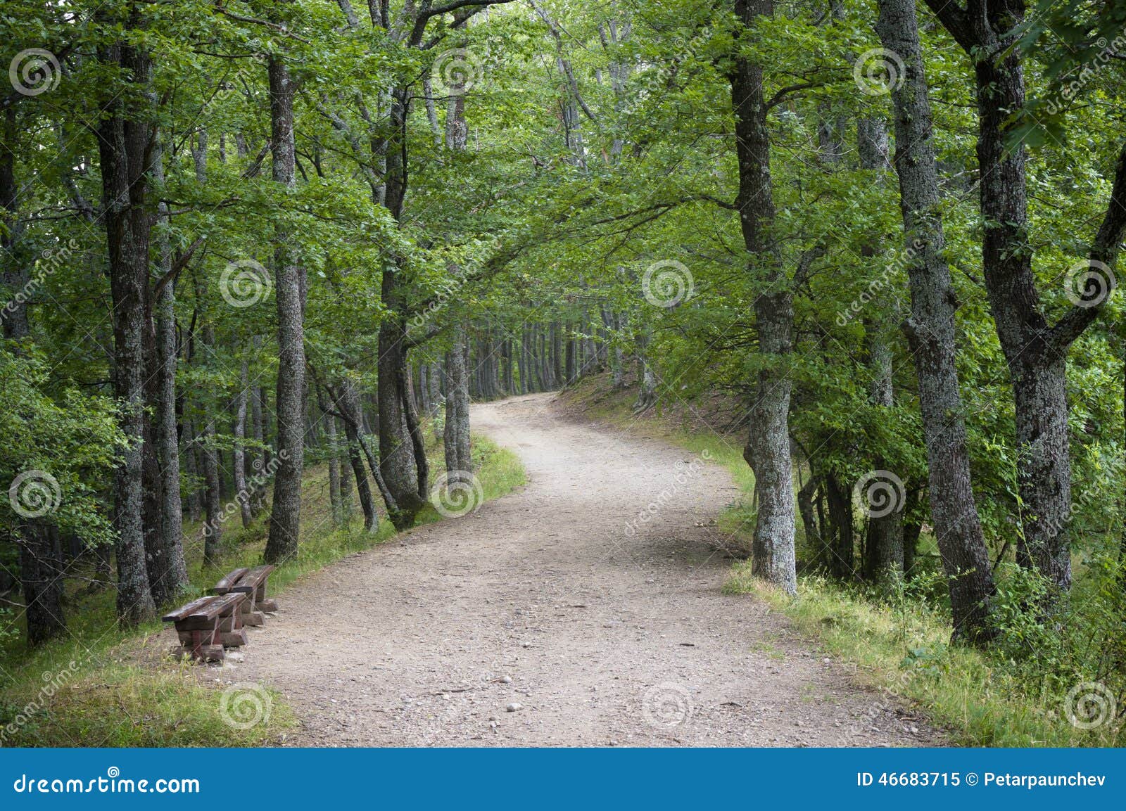 Forest path stock image. Image of footpath, nature, leaf - 46683715