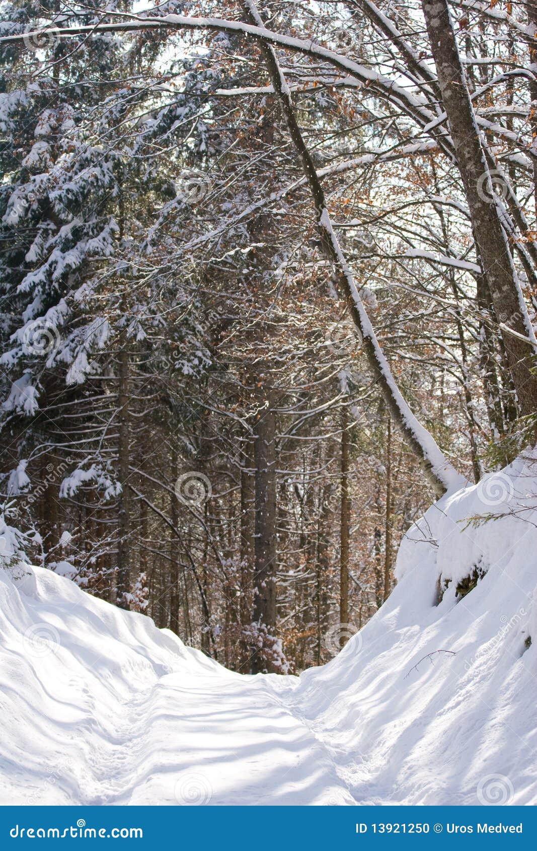 Forest path in winter stock photo. Image of rock, light - 13921250