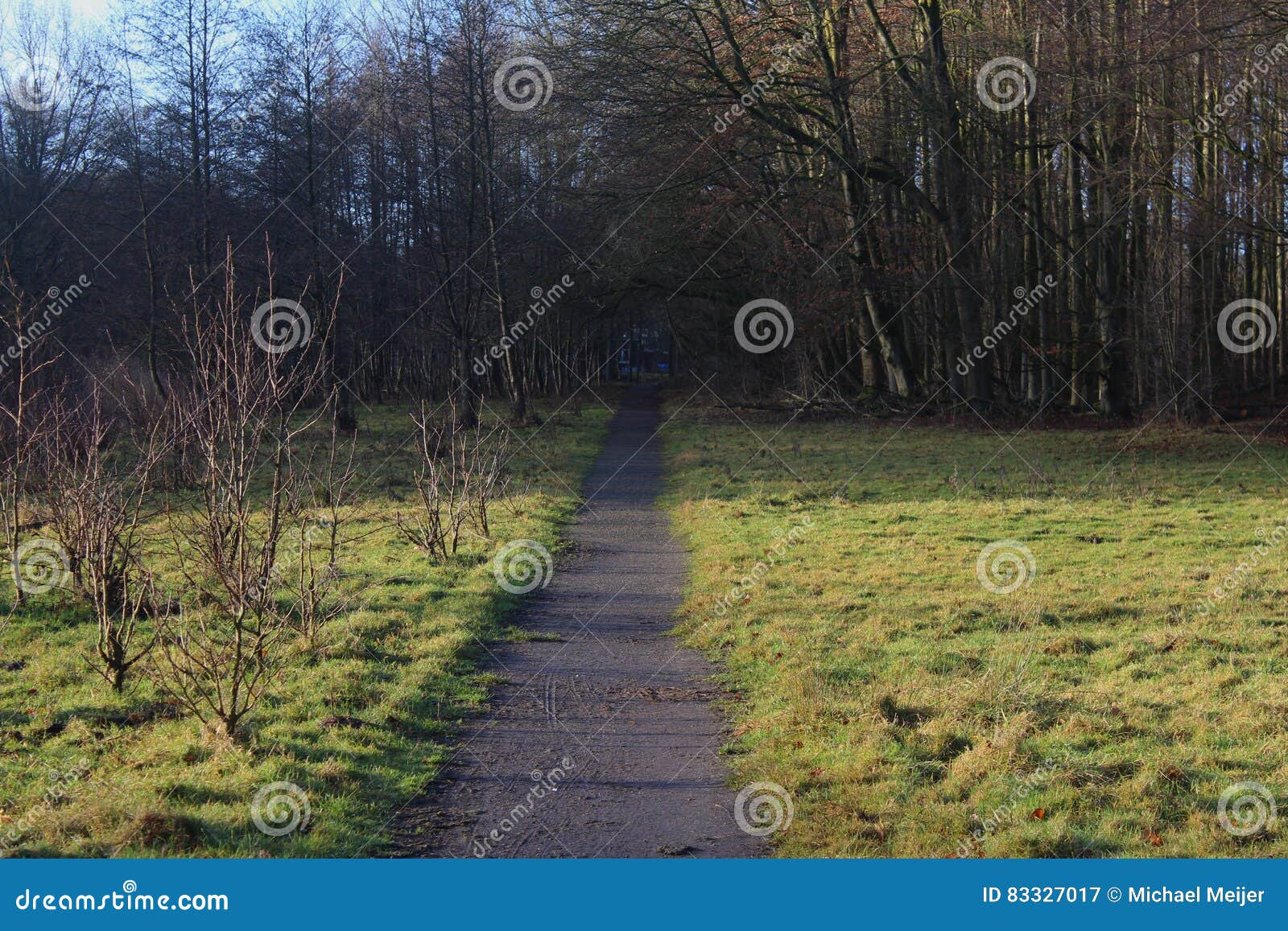 Forest path winter stock image. Image of hiking, footpath - 83327017