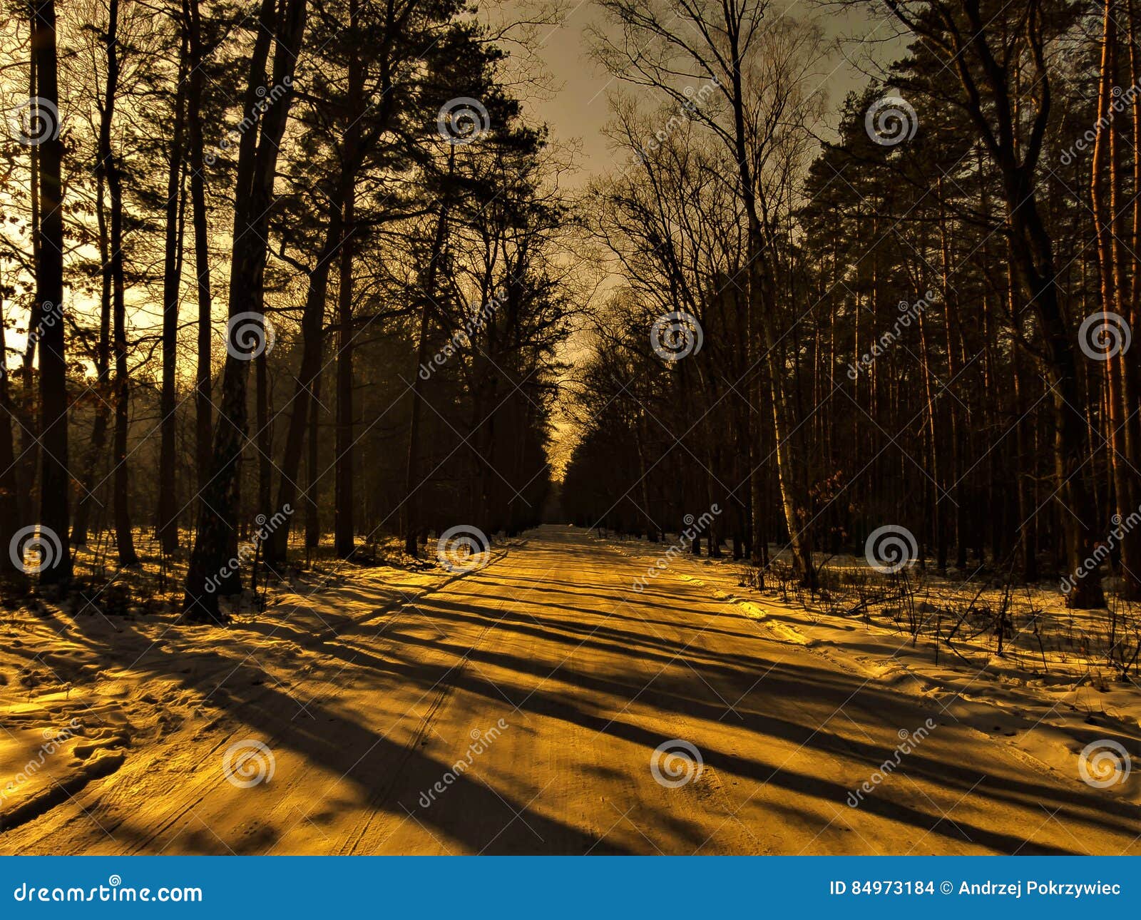 Forest path stock photo. Image of shadows, path, winter - 84973184