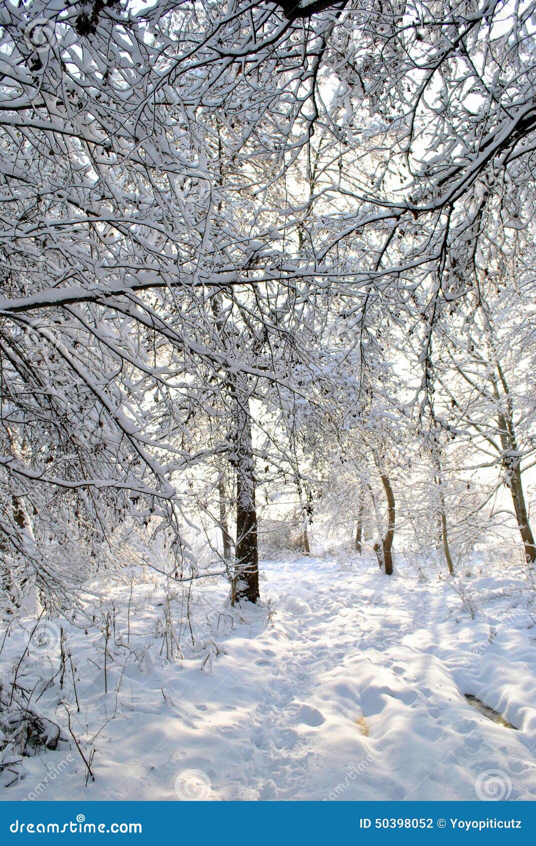 Forest path in winter stock photo. Image of cold, cool - 50398052