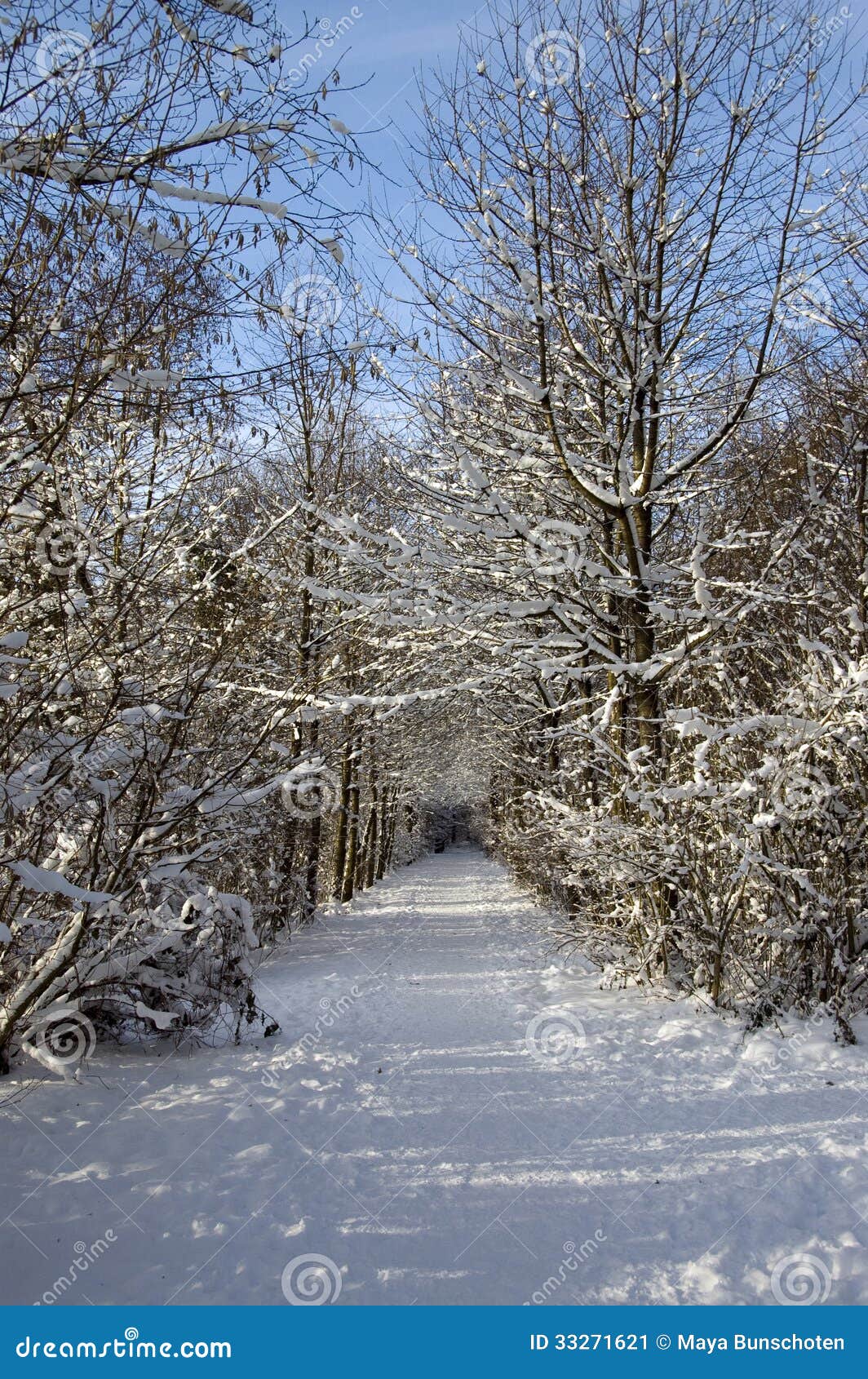 Forest path in winter stock image. Image of netherlands - 33271621