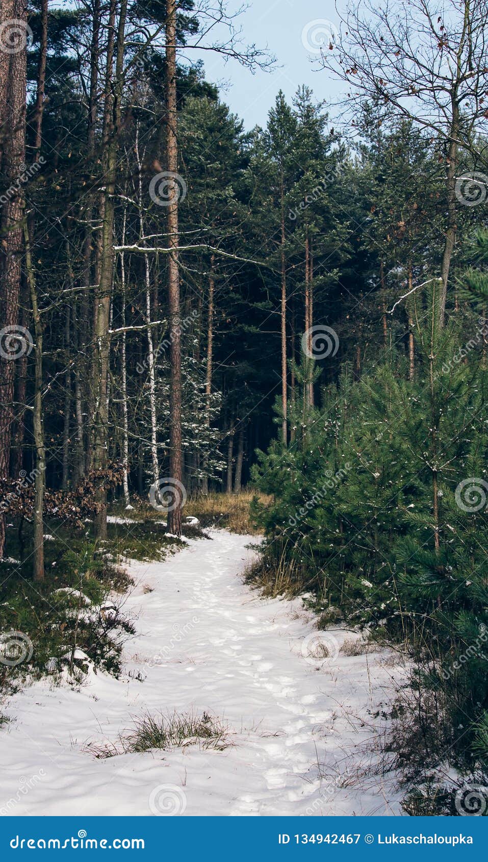 Forest Path in Winter with Snow and Pine Tree Stock Image - Image of ...