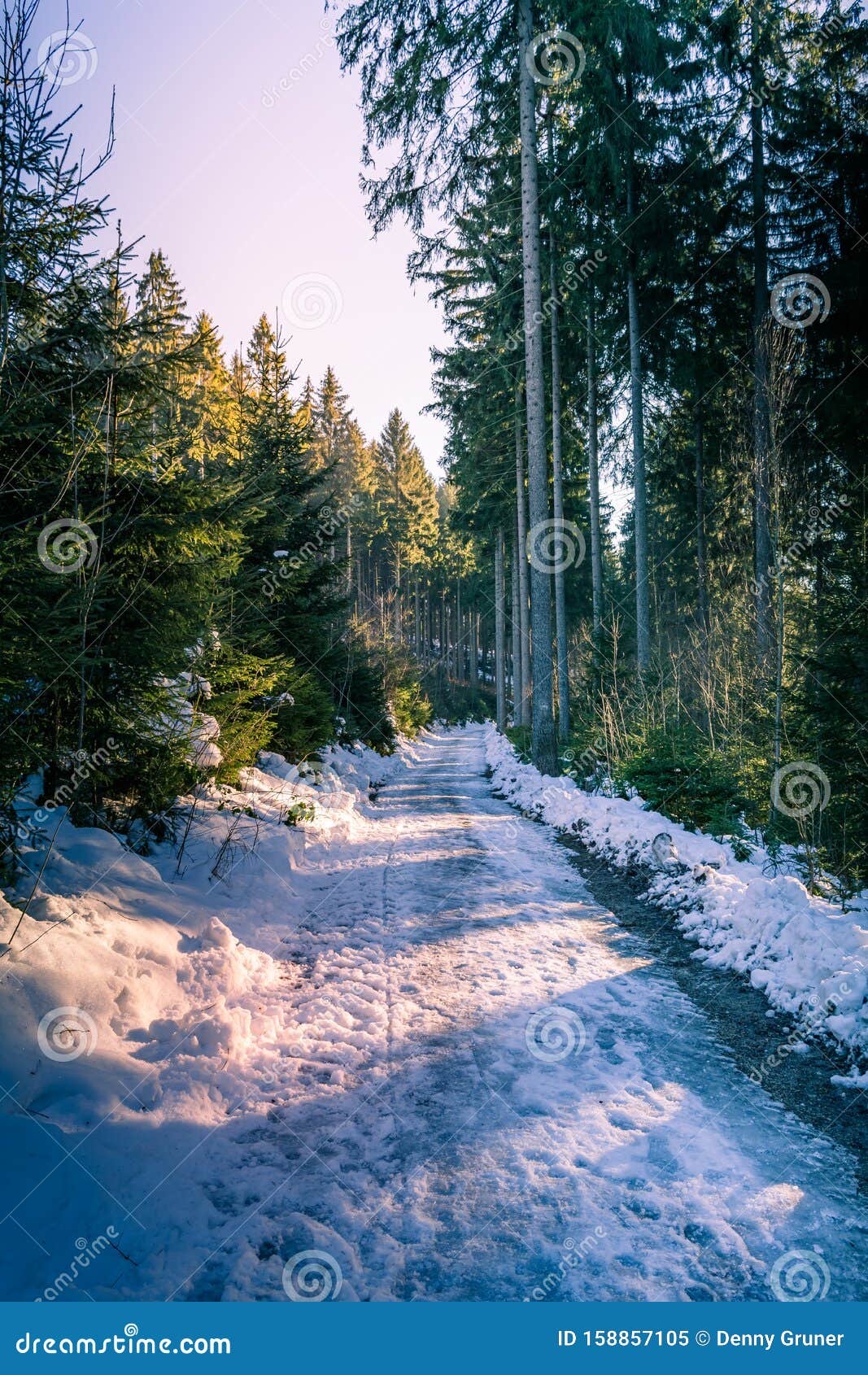 Forest path in winter stock image. Image of sunlight - 158857105