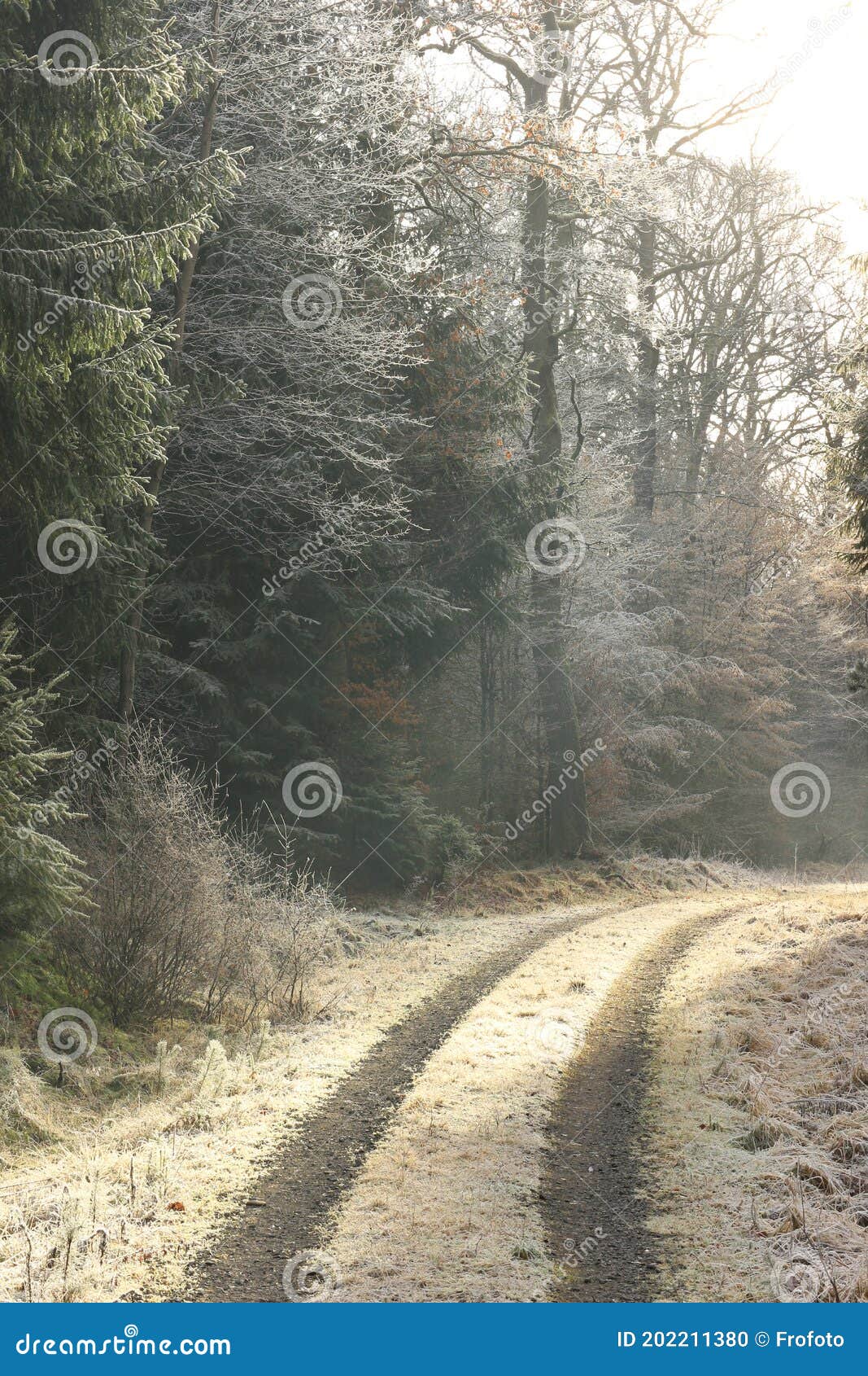 Forest path in winter stock photo. Image of rime, plant - 202211380