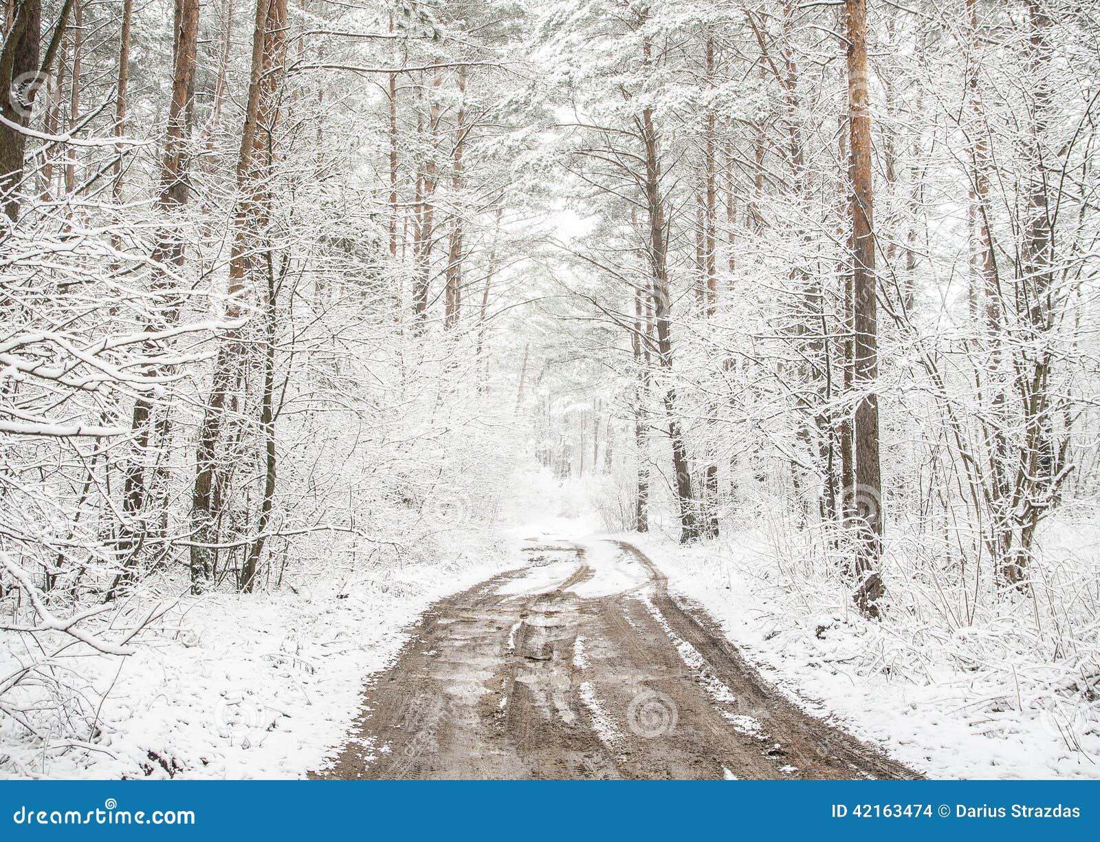 Forest path in the winter stock photo. Image of season - 42163474
