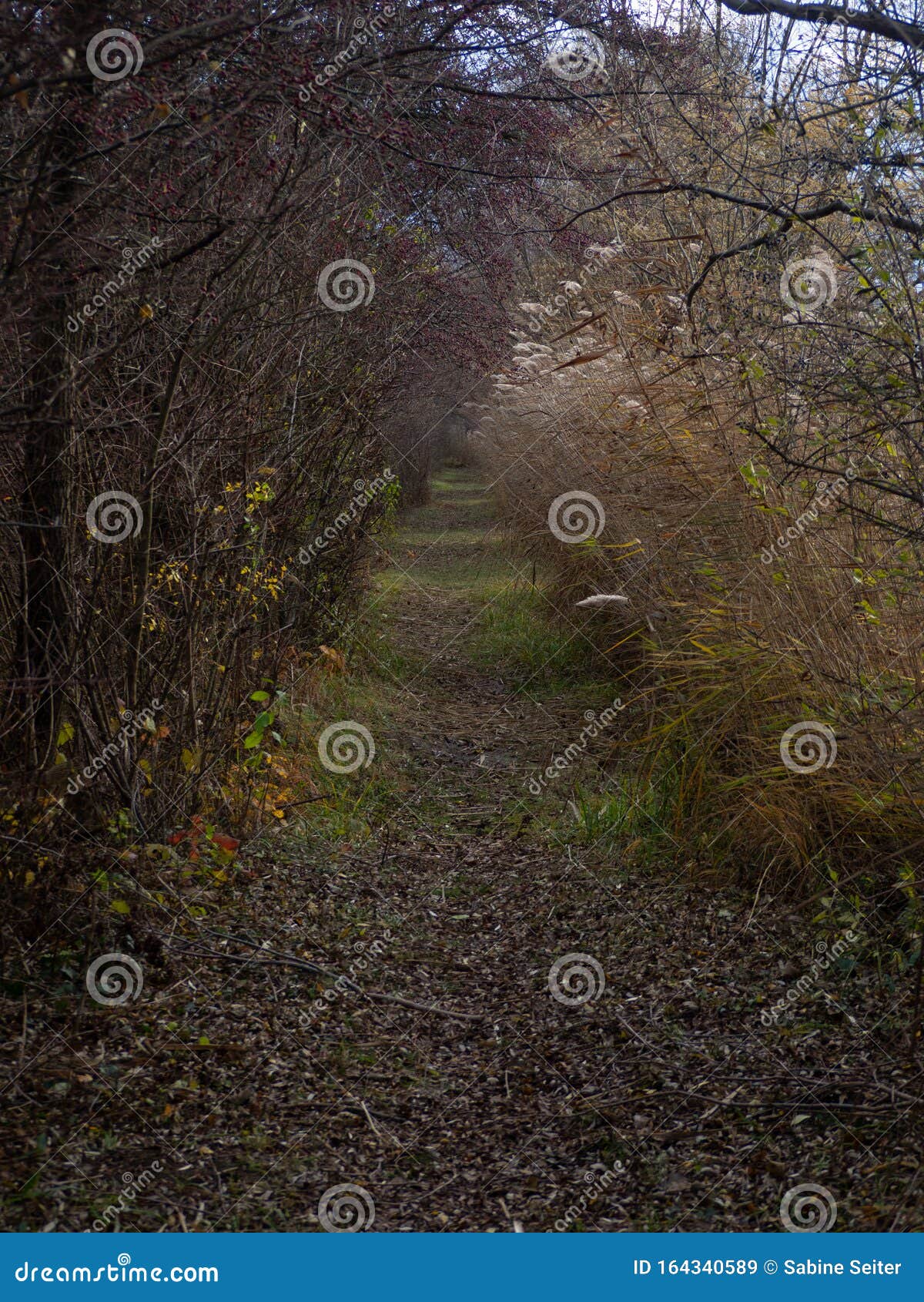 Forest path in winter stock image. Image of leaf, nature - 164340589