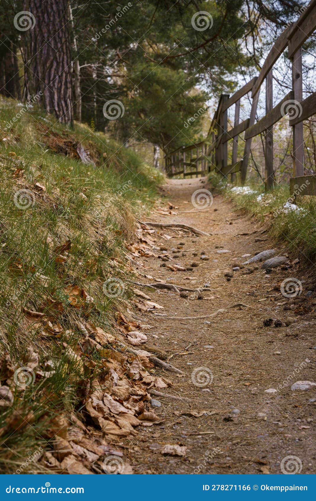 Forest Path with Wooden Rail, Low Angle Stock Photo - Image of fence ...