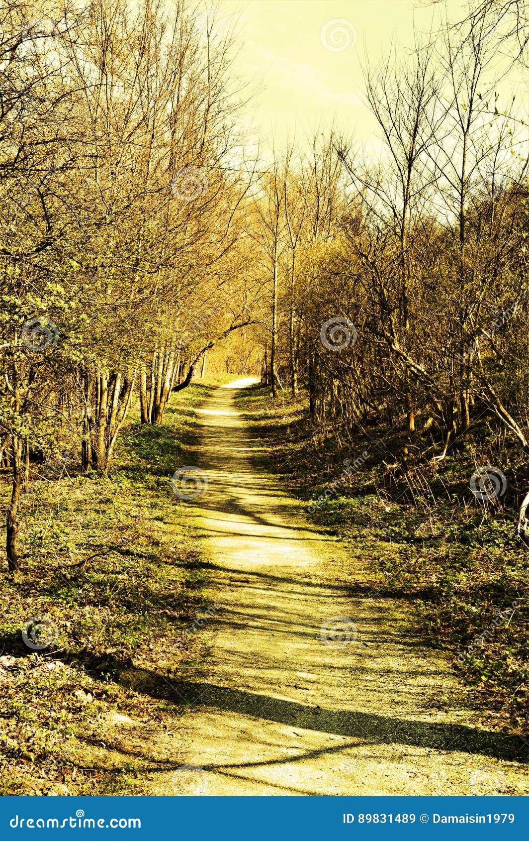 Forest path in yellow hues stock image. Image of leaves - 89831489