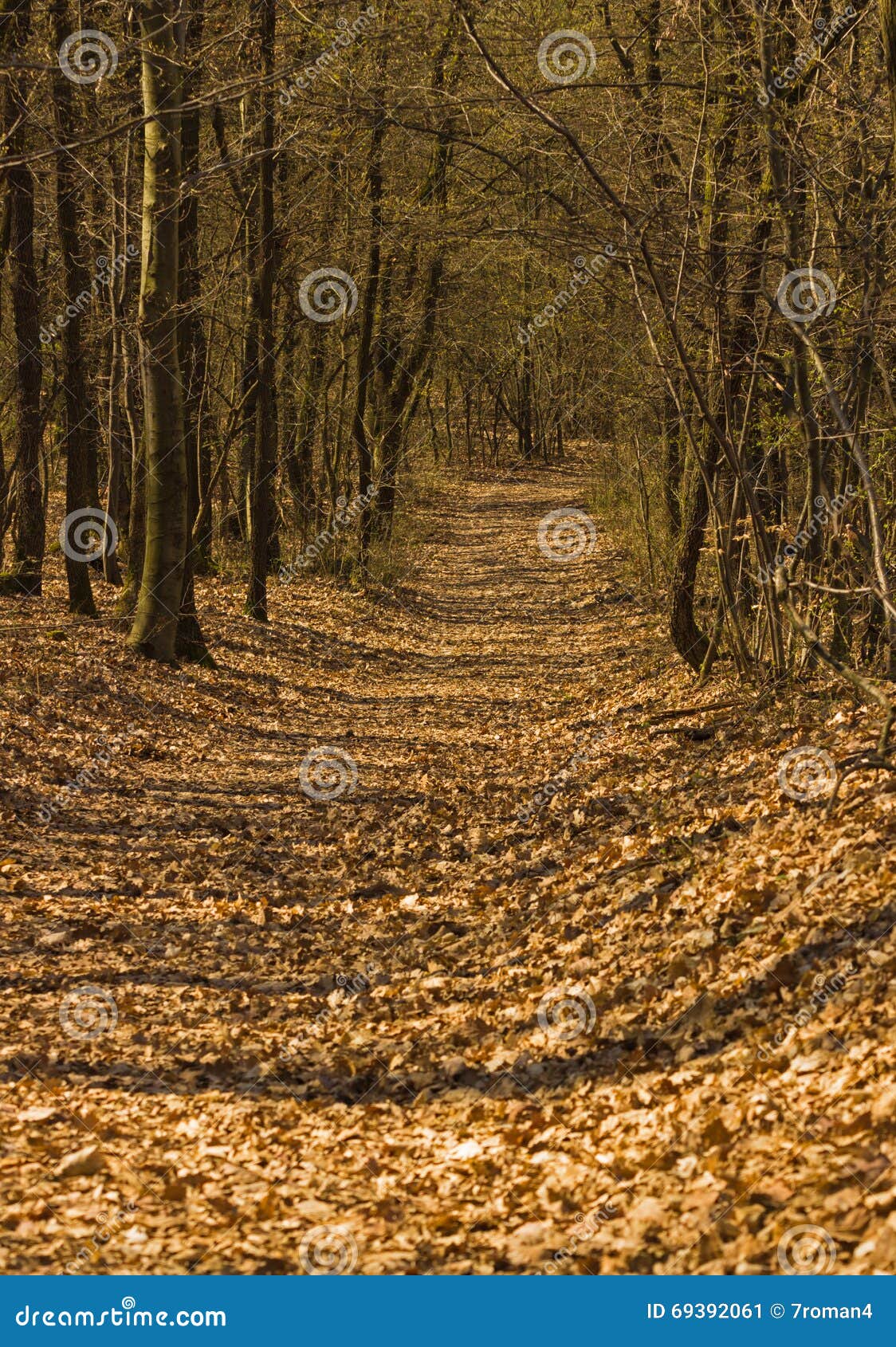 Forest Paths, Long Shadows. Stock Image - Image of outdoor, green: 69392061