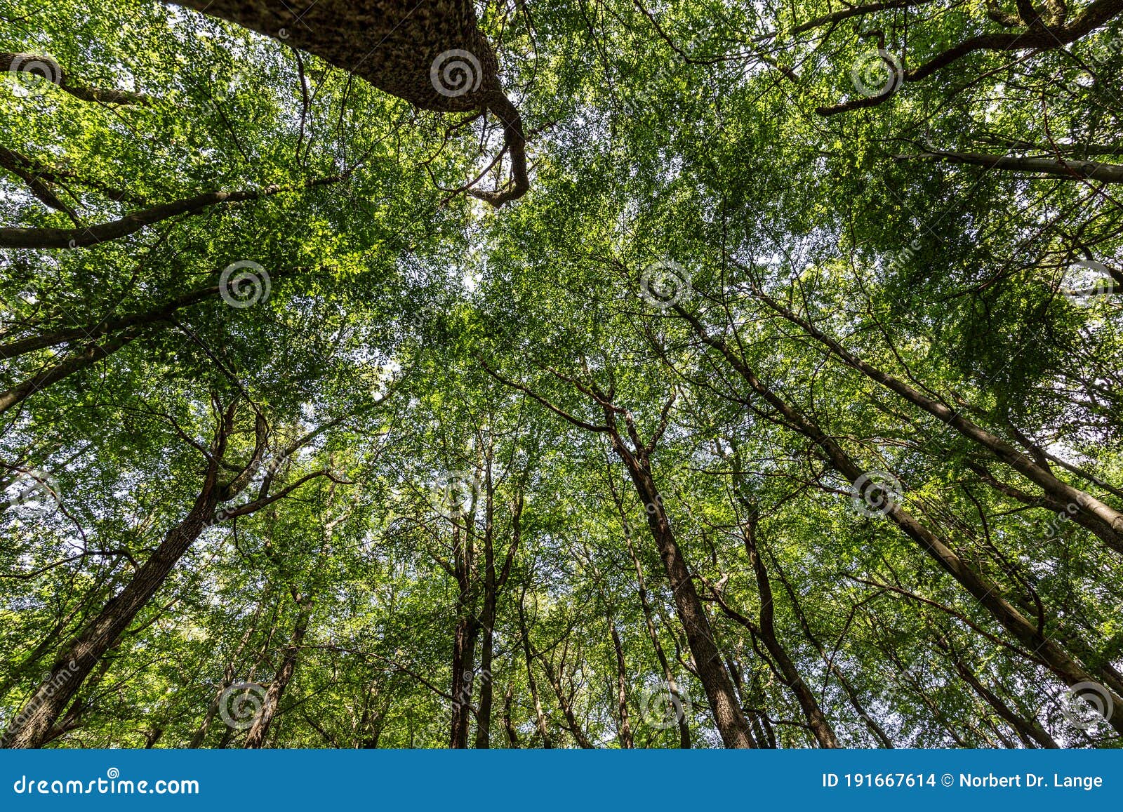 Forest with Paths and Trees for Relaxation Stock Photo - Image of ...