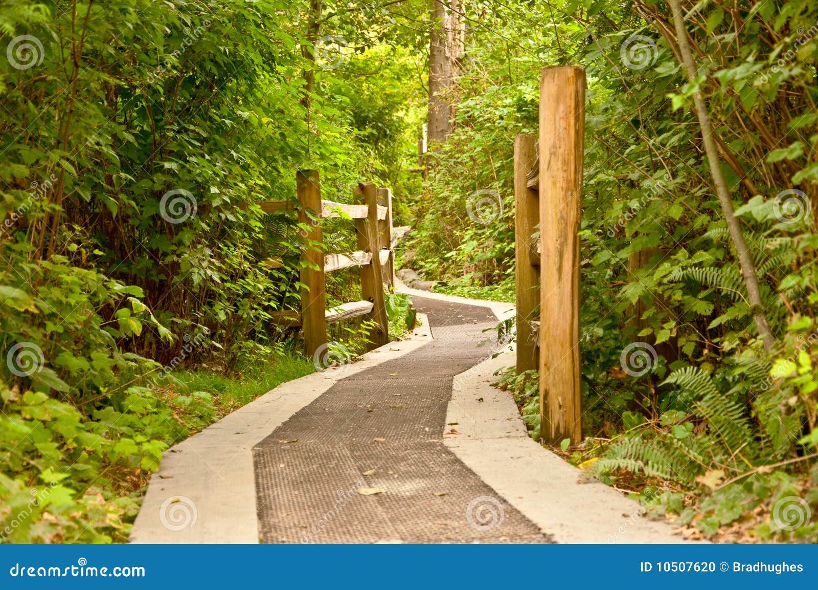 Forest pathway stock photo. Image of dirt, bright, pathway - 10507620