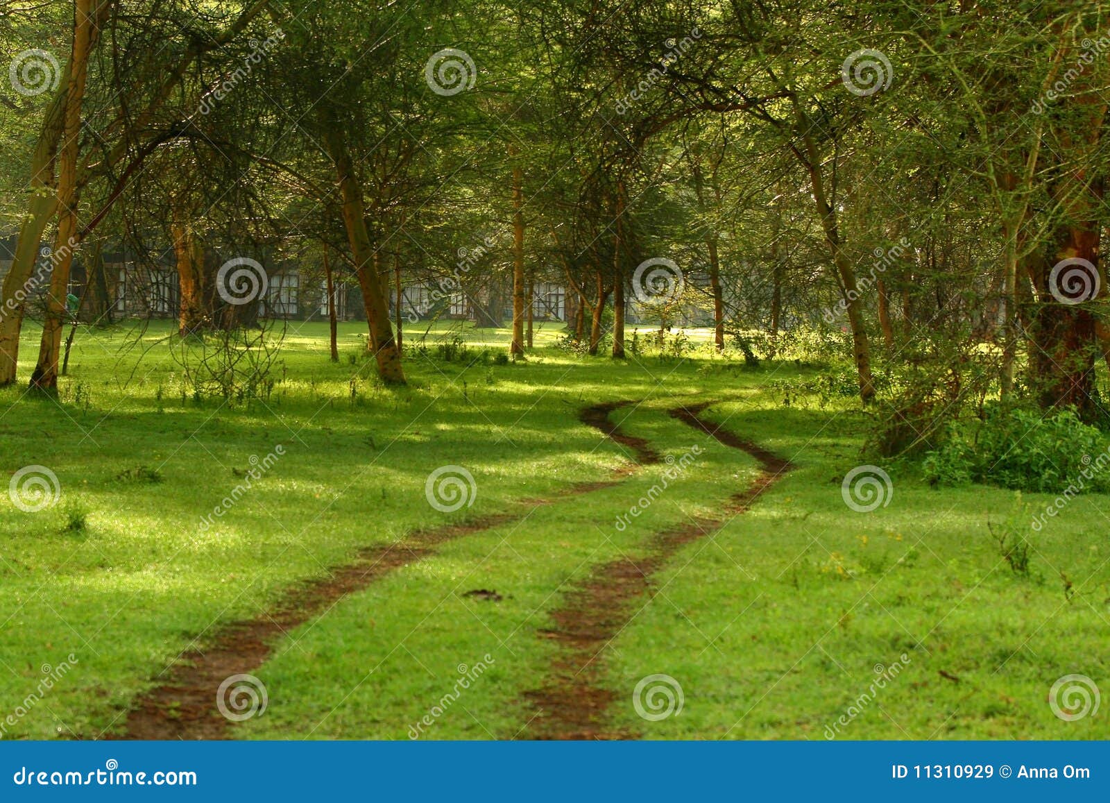 Forest pathway stock image. Image of outdoors, south - 11310929