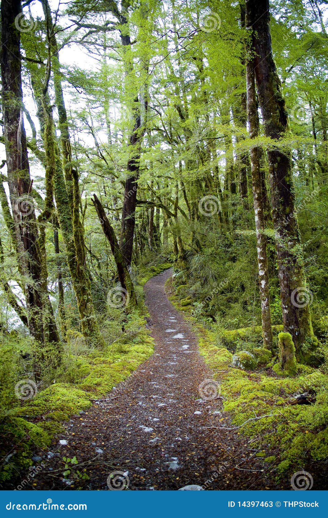 Forest Pathway stock image. Image of jungle, path, environment - 14397463