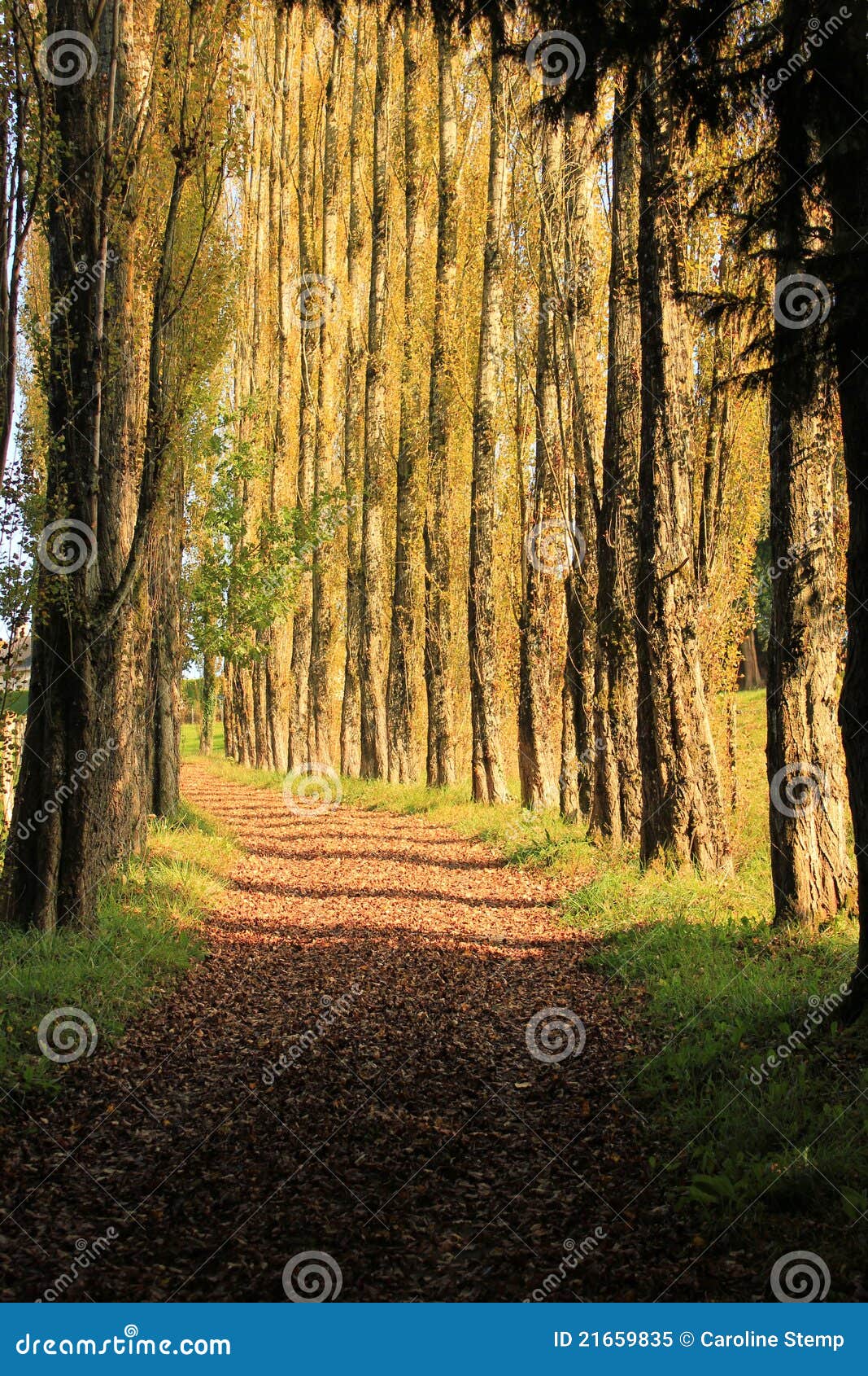 Forest pathway stock image. Image of leafs, nature, pathway - 21659835