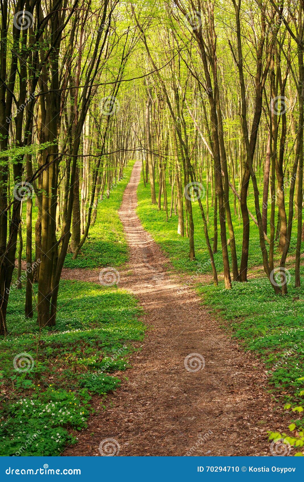 Forest Pathway in Blossoming Green Woods at Sunset Stock Photo - Image ...