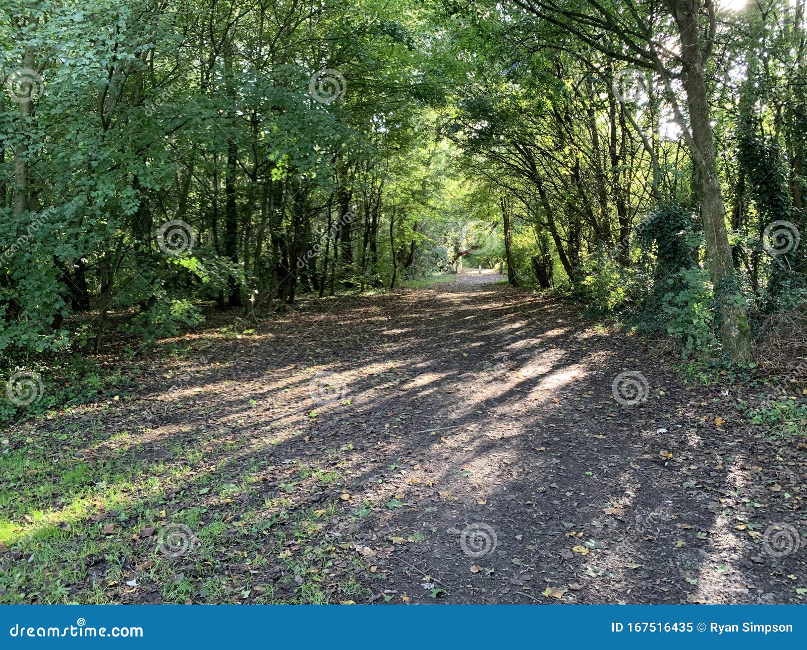 Forest Pathway on a Bright Sunny Day Stock Image - Image of summer ...