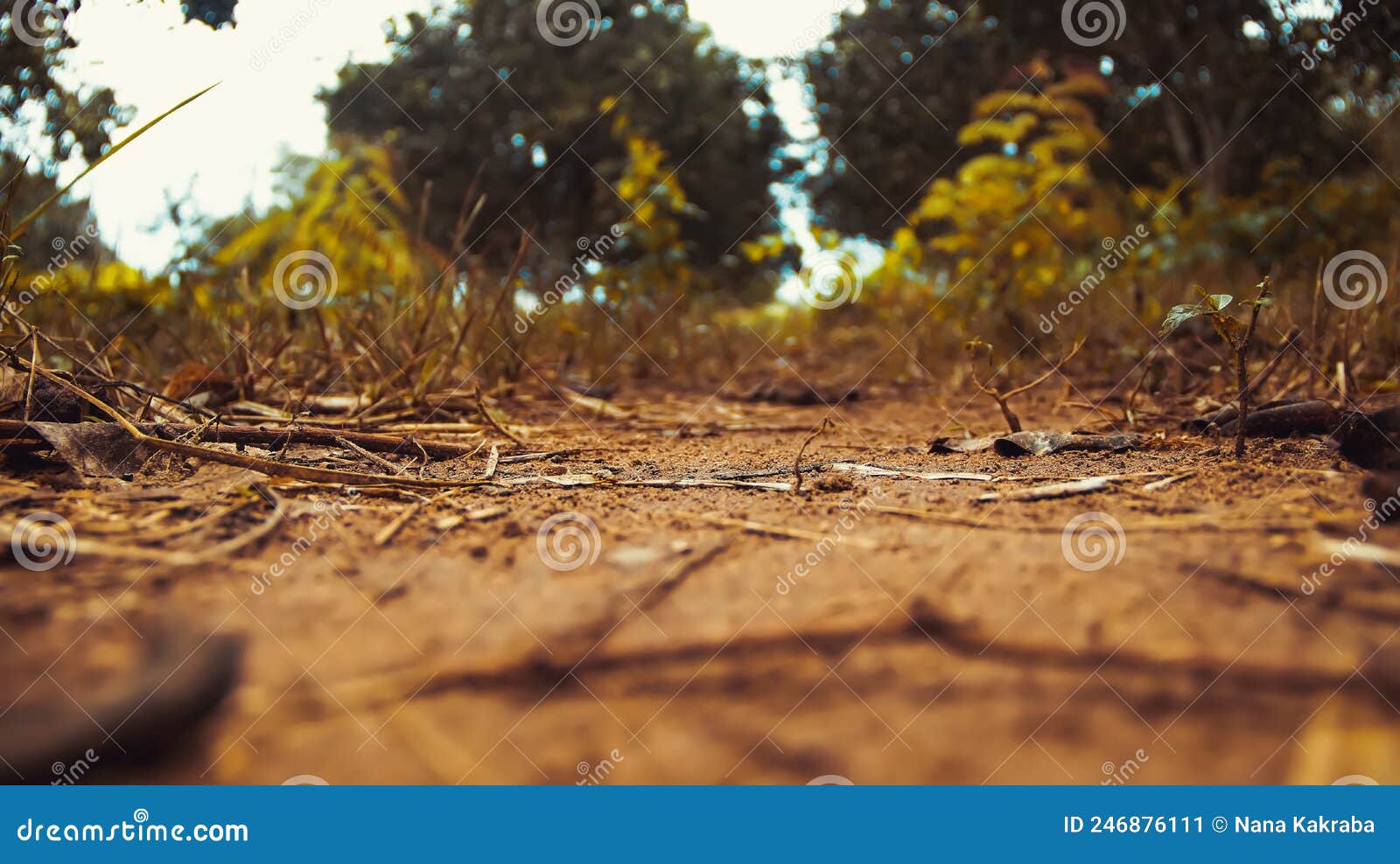 Forest Pathway with Depth of Field. Stock Image - Image of soil, green ...
