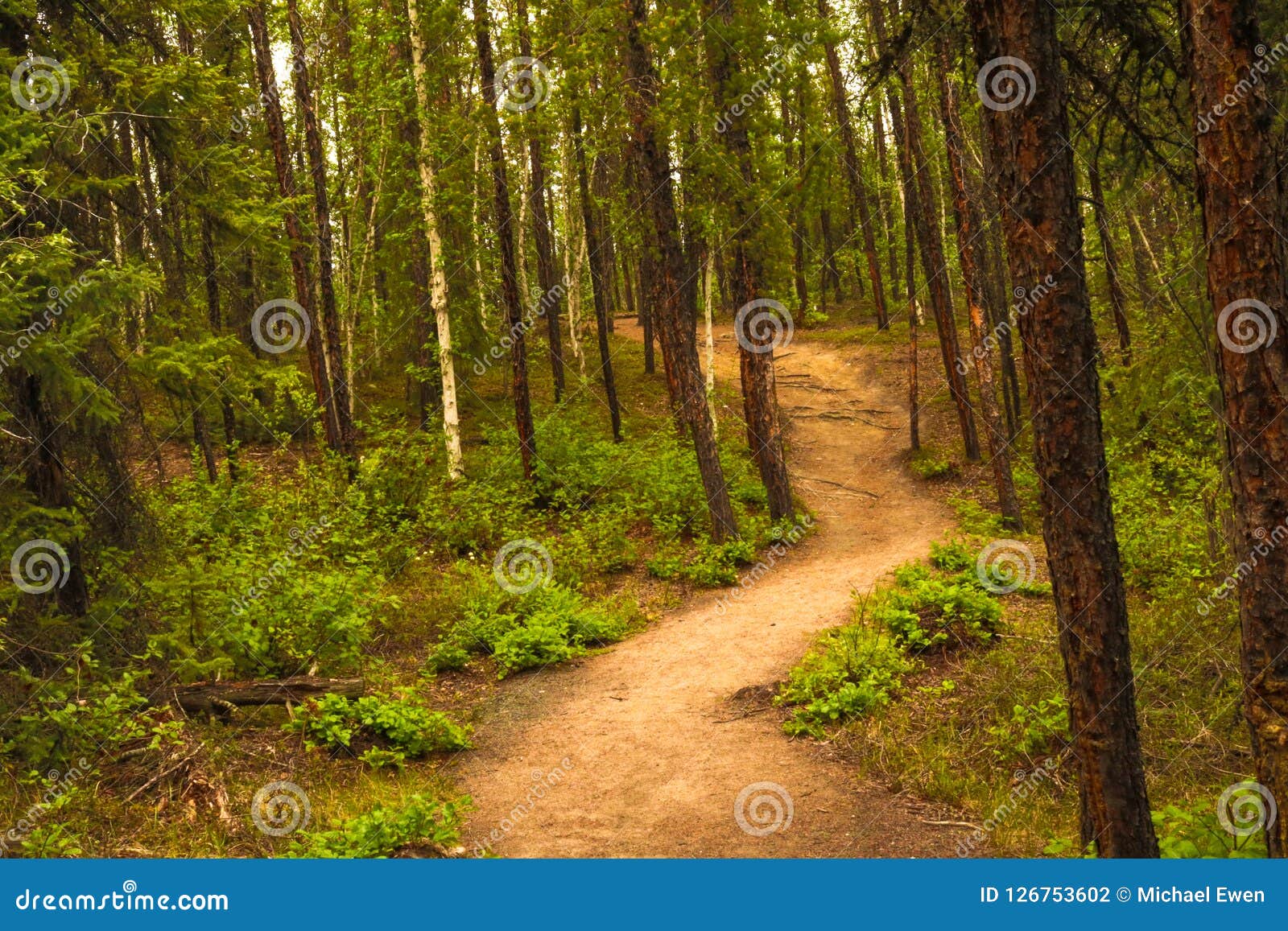 Forest Pathway Stock Image | CartoonDealer.com #87368983