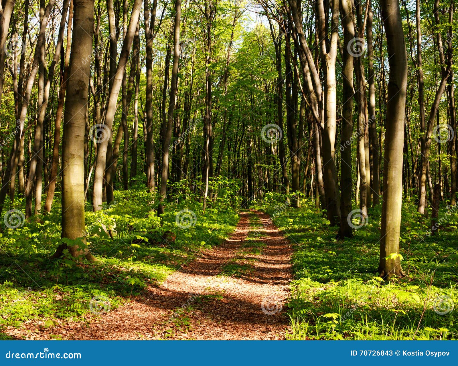 Forest Pathway in Green Woods at Sunset Stock Image - Image of outdoor ...