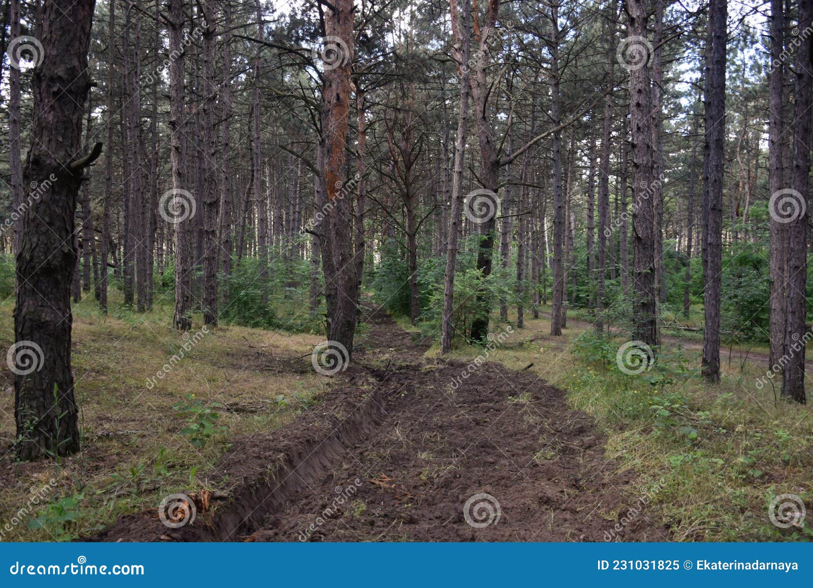 Pathway Leads To The Forest Floor Stock Photo | CartoonDealer.com ...