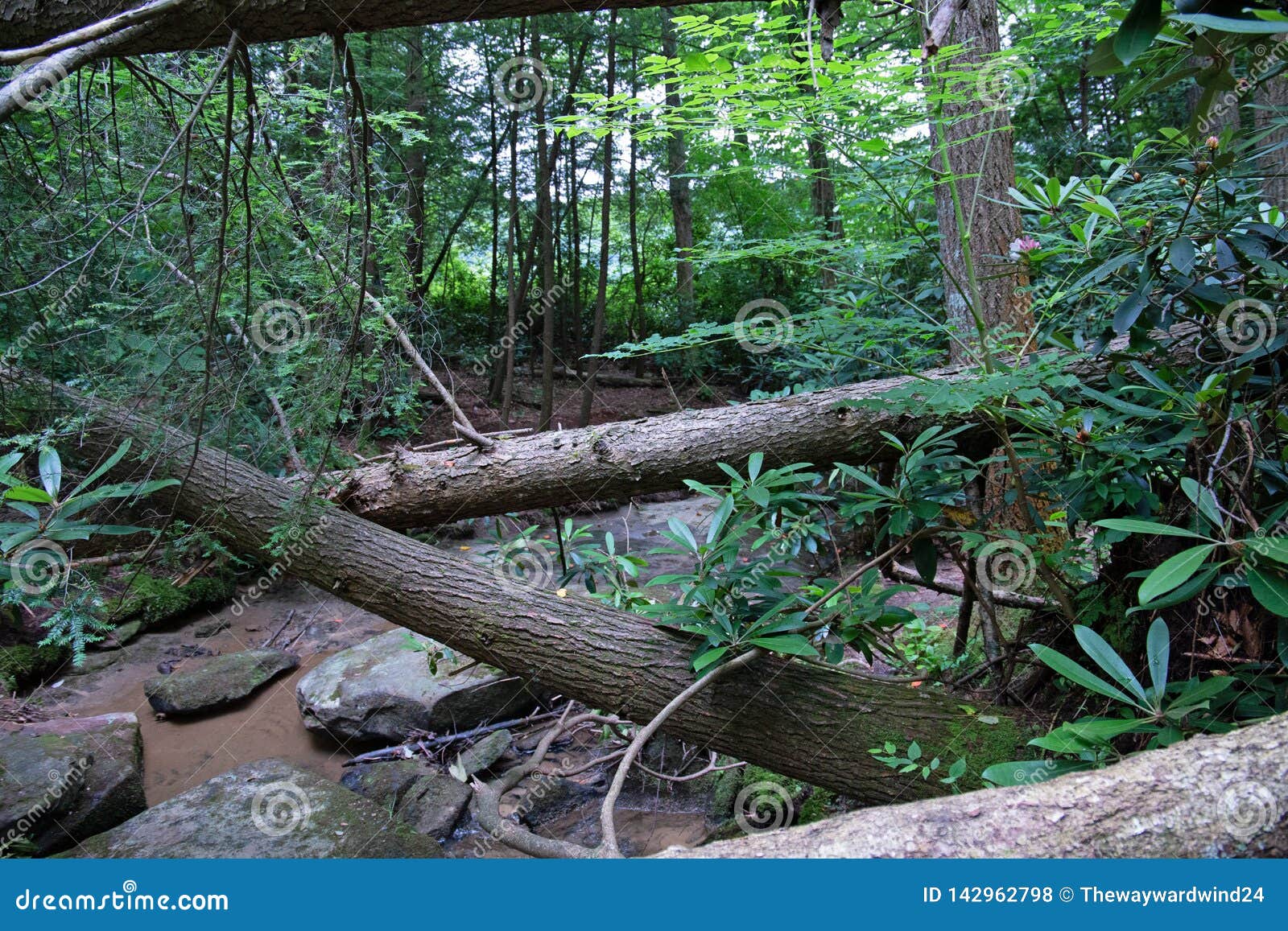 Brush and lush forest stock photo. Image of couples - 142962798