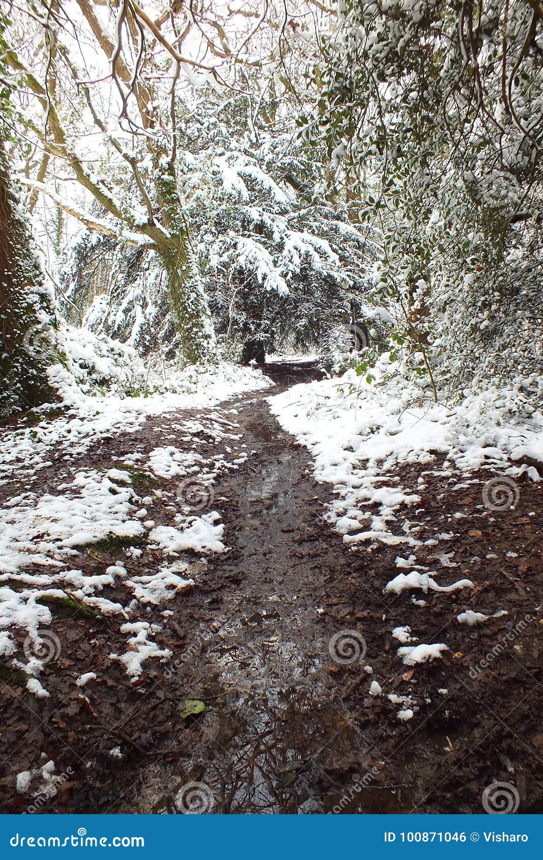 Winter Forest Pathway stock photo. Image of pathway - 100871046