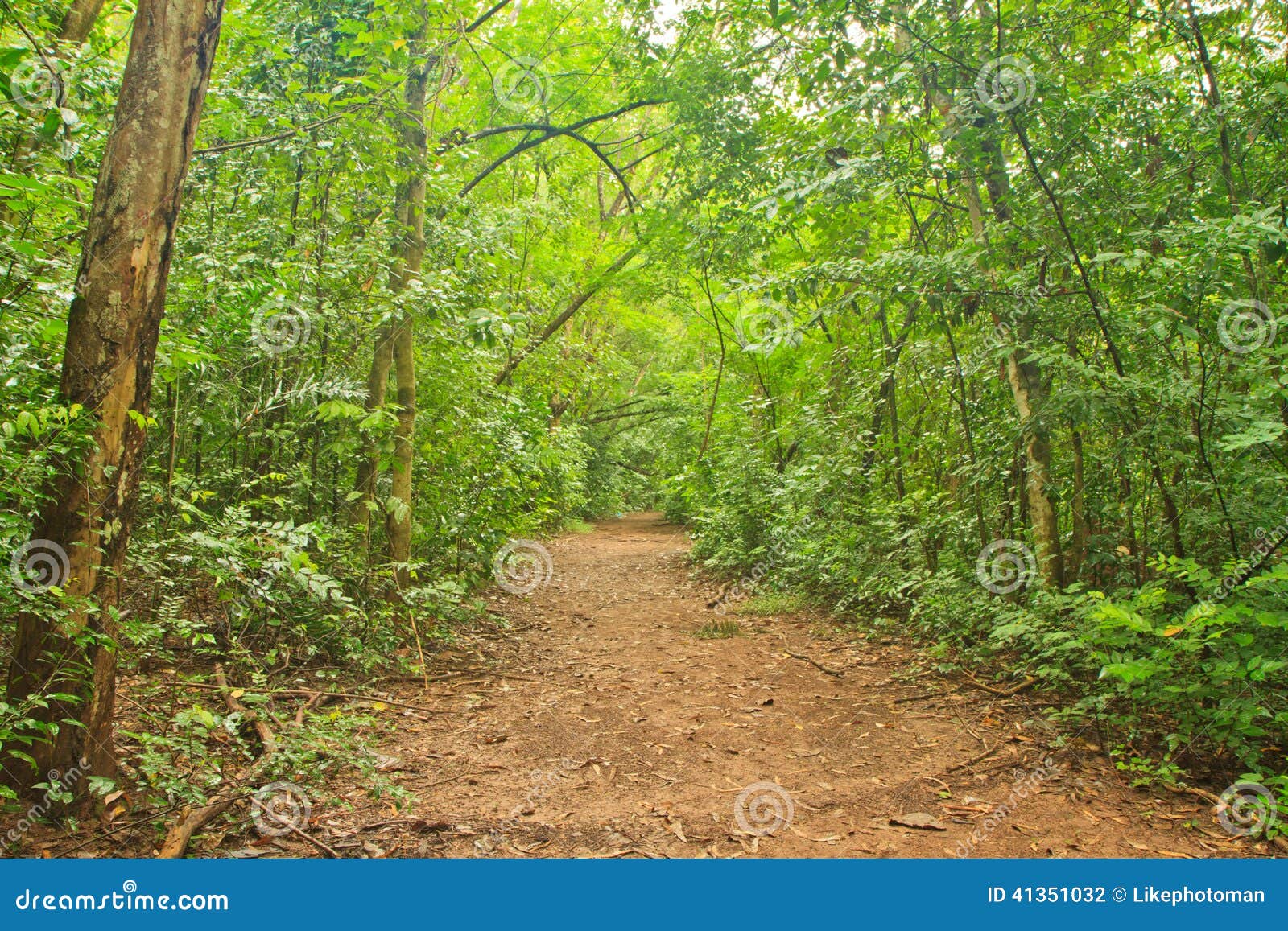 Forest Pathway stock photo. Image of calm, branch, forest - 41351032