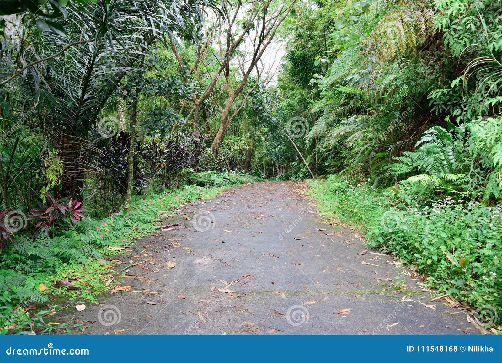 Forest pathway stock photo. Image of greenery, nature - 111548168