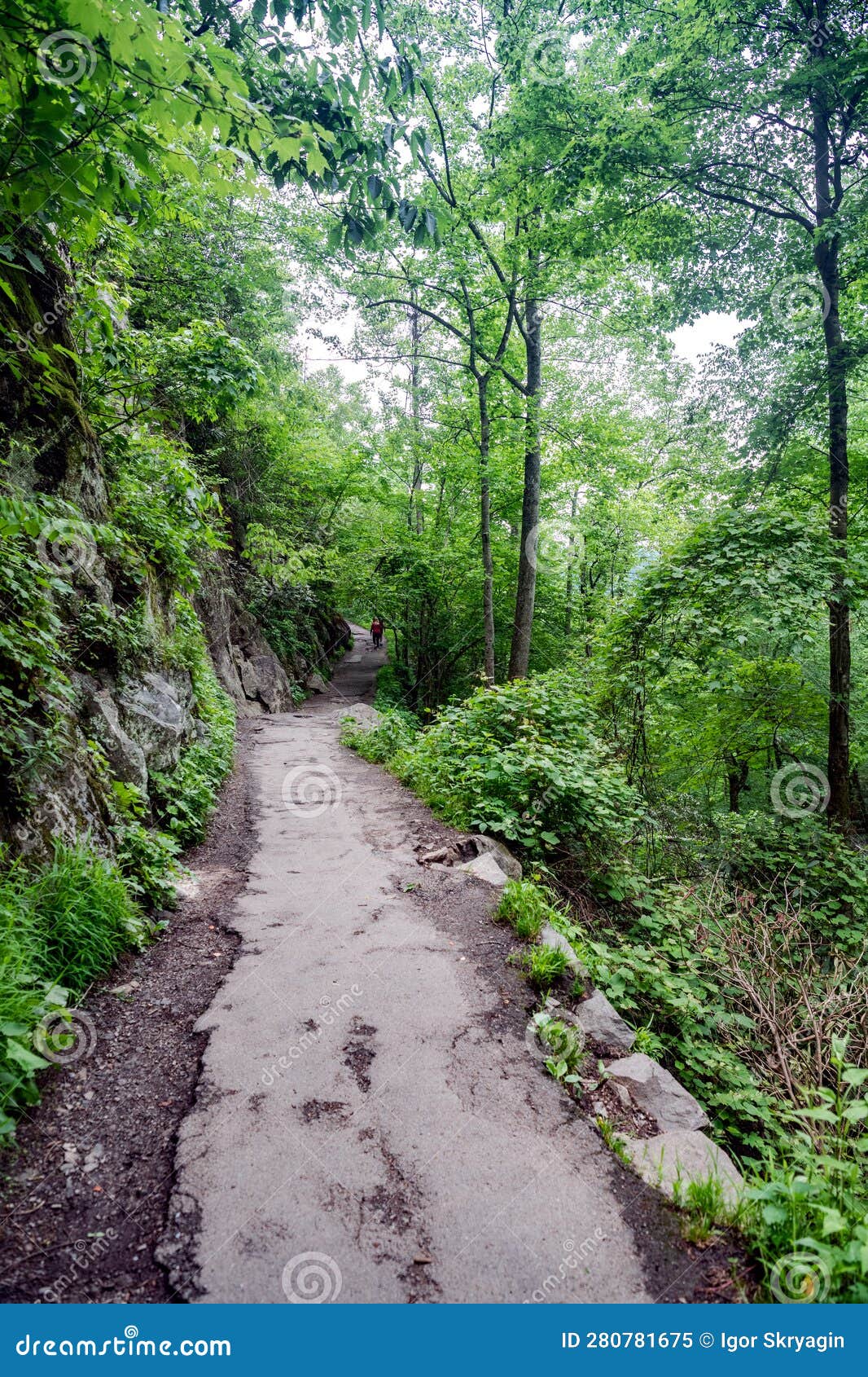 Forest Pathway. Forest Scape with Trees and Bushes among the Rocks ...
