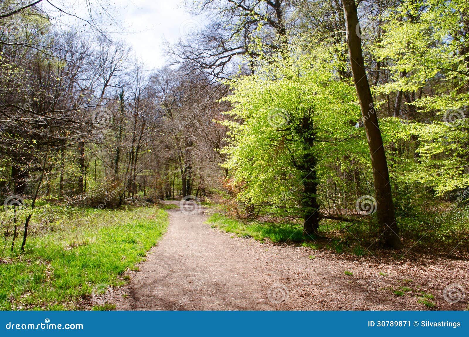Forest pathway stock image. Image of bush, journey, scene - 30789871